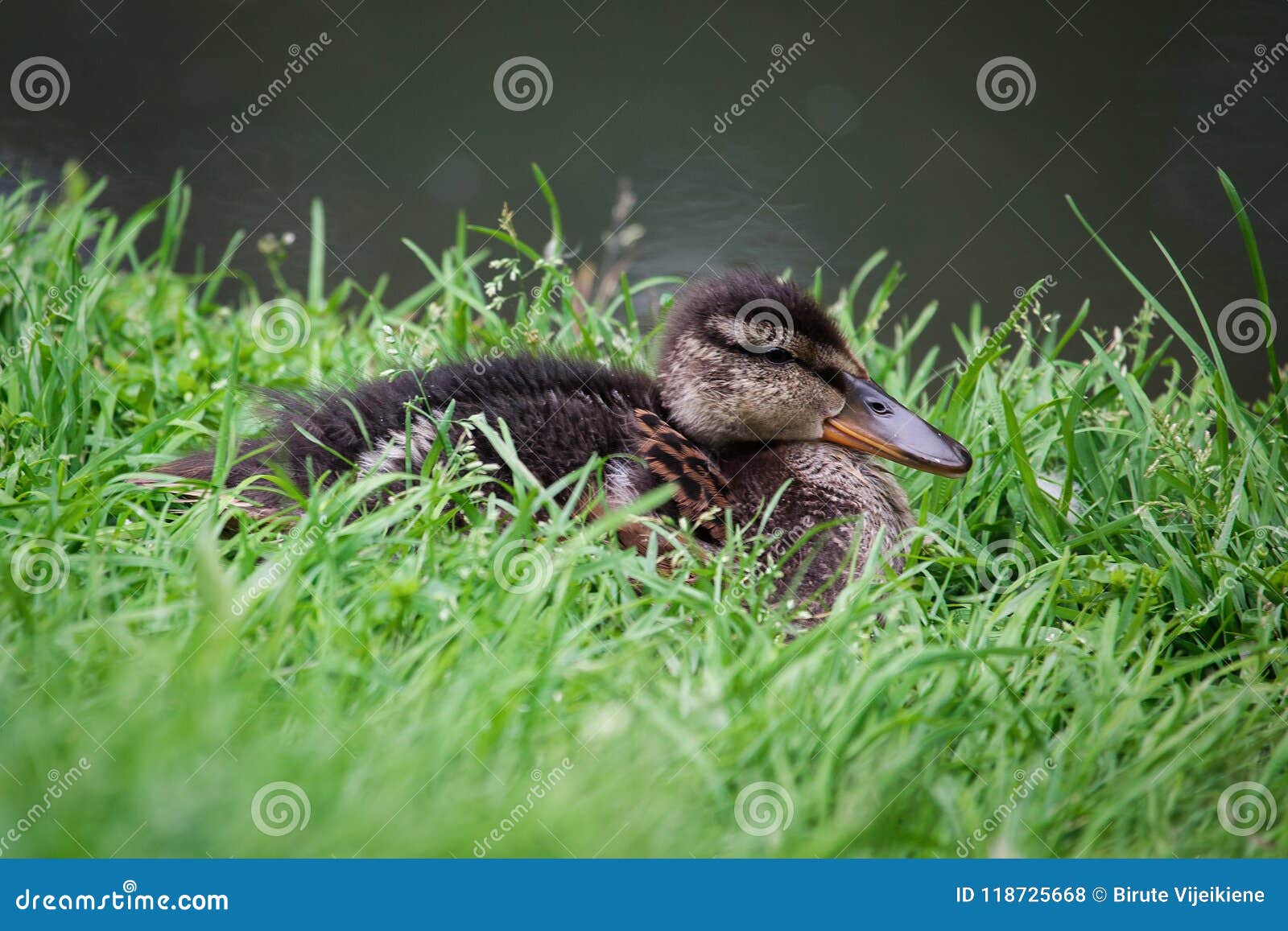 Jeugdwilde Eend of Wilde Eend Stock Foto - Image of meer, naughty ...