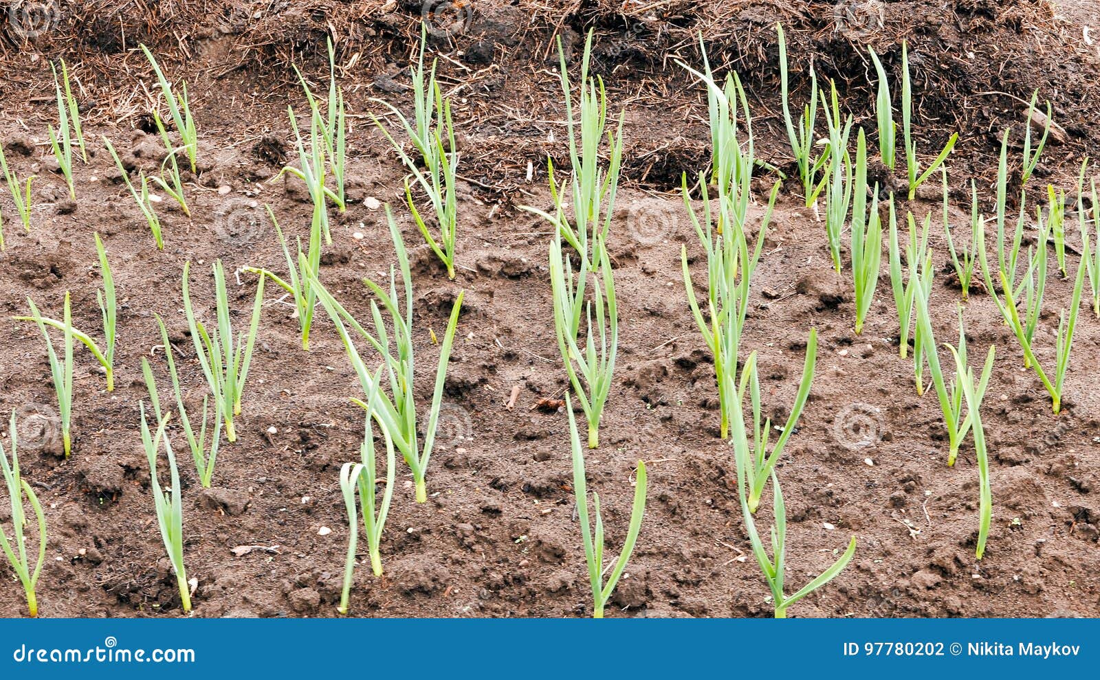 Jeune Ail Sur Le Lit De Jardin Photo stock - Image du herbe, légume ...