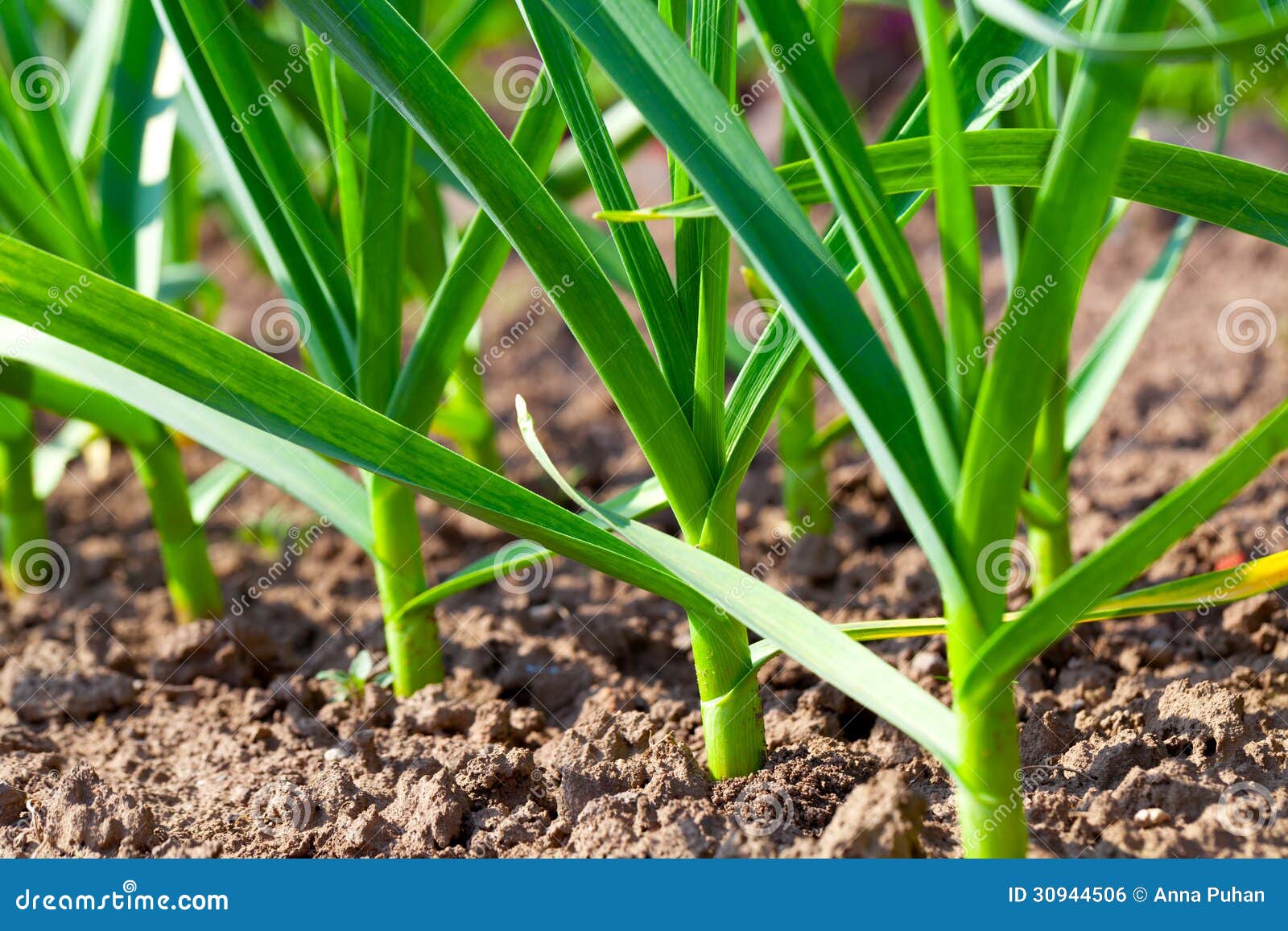 Jeune arbre d'ail photo stock. Image du jardin, cultivé - 30944506
