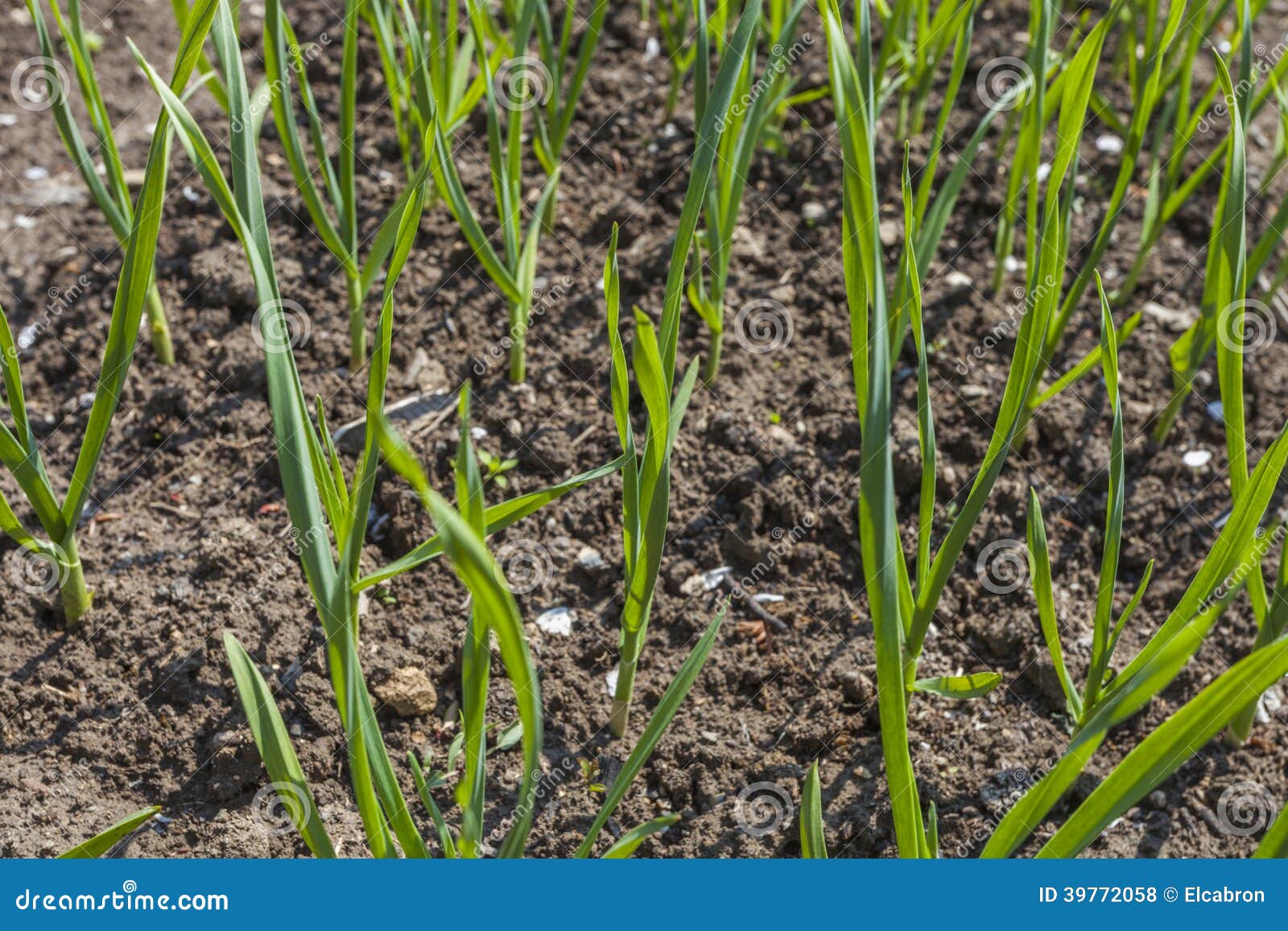 Jeune arbre d'ail photo stock. Image du poireau, jardin - 39772058