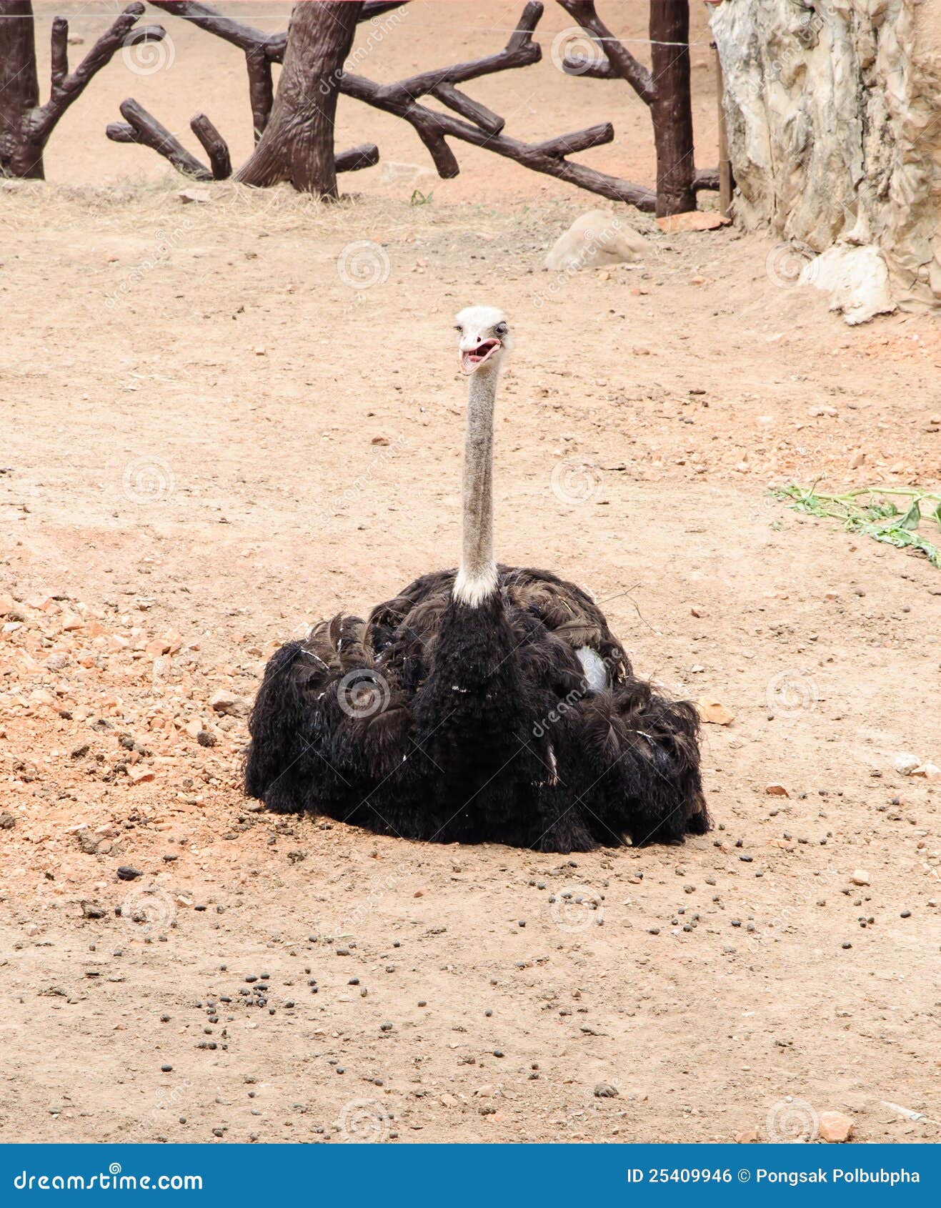 Jeune autruche photo stock. Image of faune, oeil, safari - 25409946