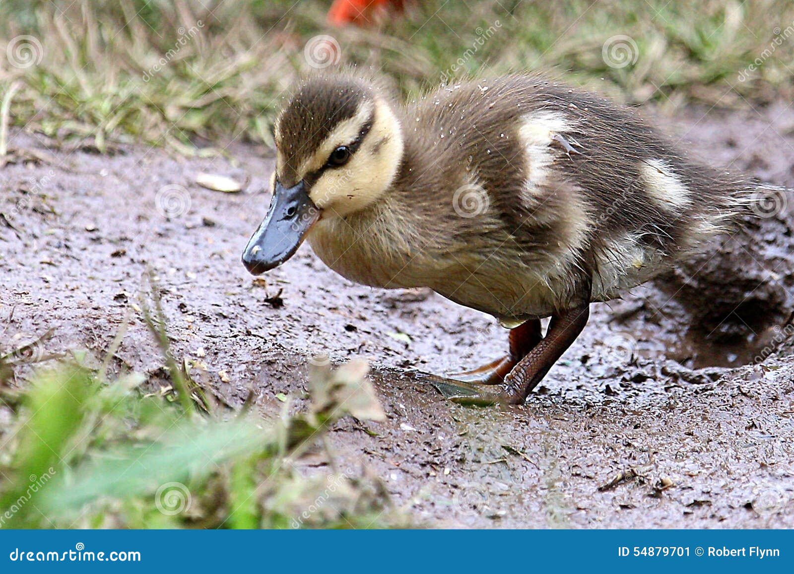 Jeune caneton de canard image stock. Image du natation - 54879701