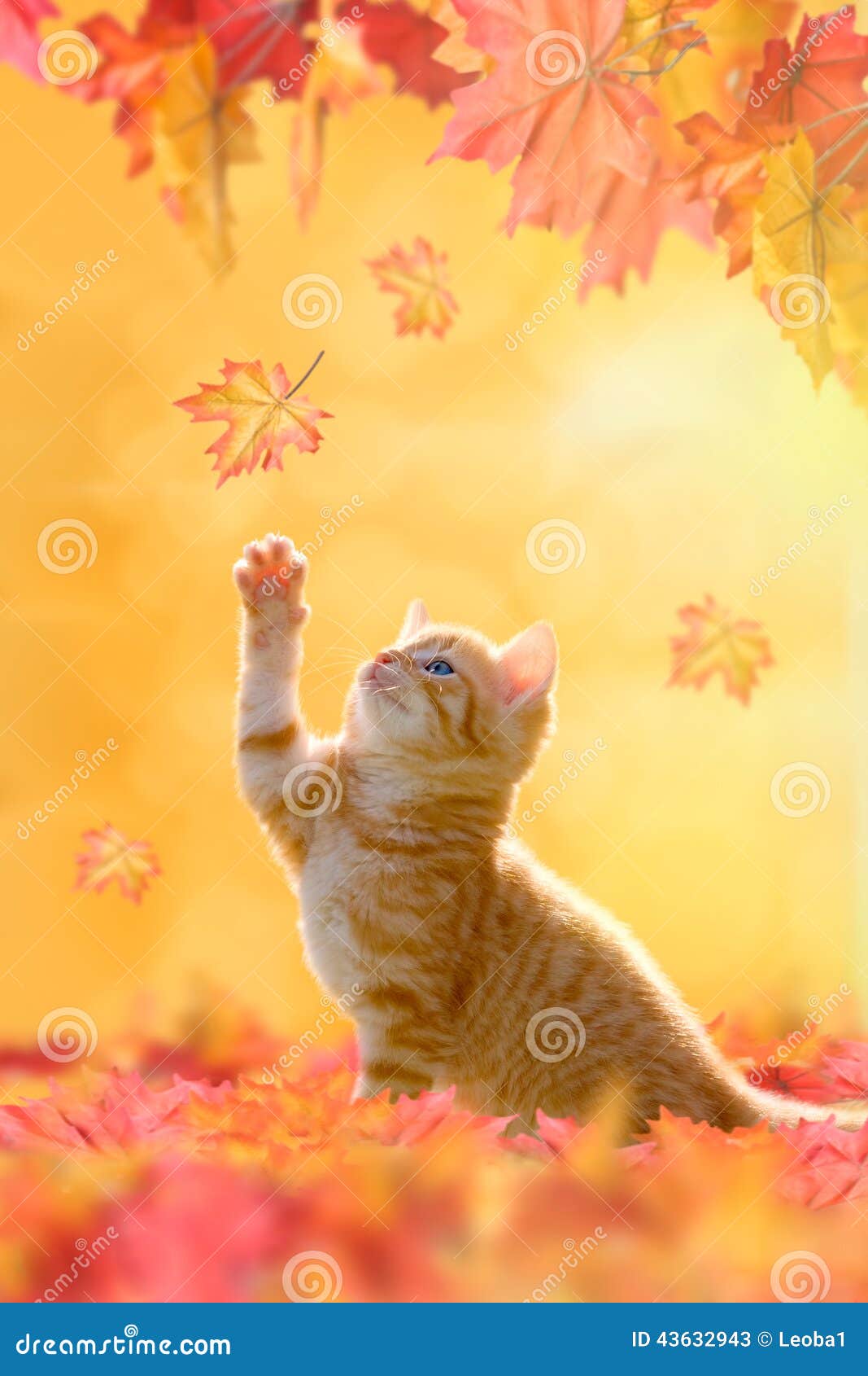 Jeune Chat Jouant Dans Des Feuilles D'automne Image stock - Image du ...