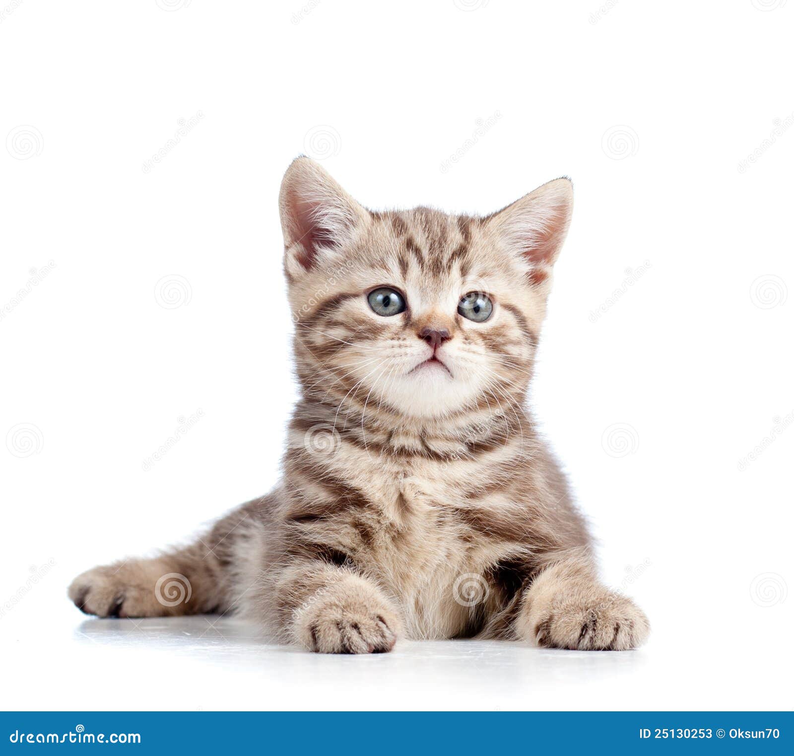 Jeune Chat Mignon Sur Le Fond Blanc Image stock - Image du écossais ...