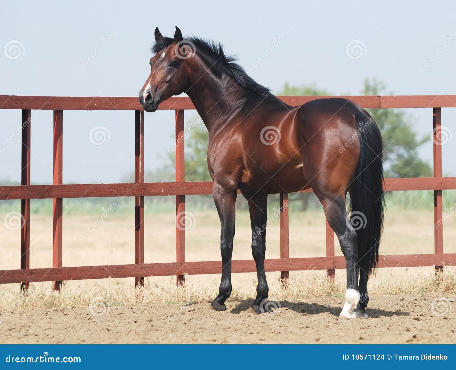 Jeune Cheval Brun De Trakehner Photo stock - Image du paix, équestre ...