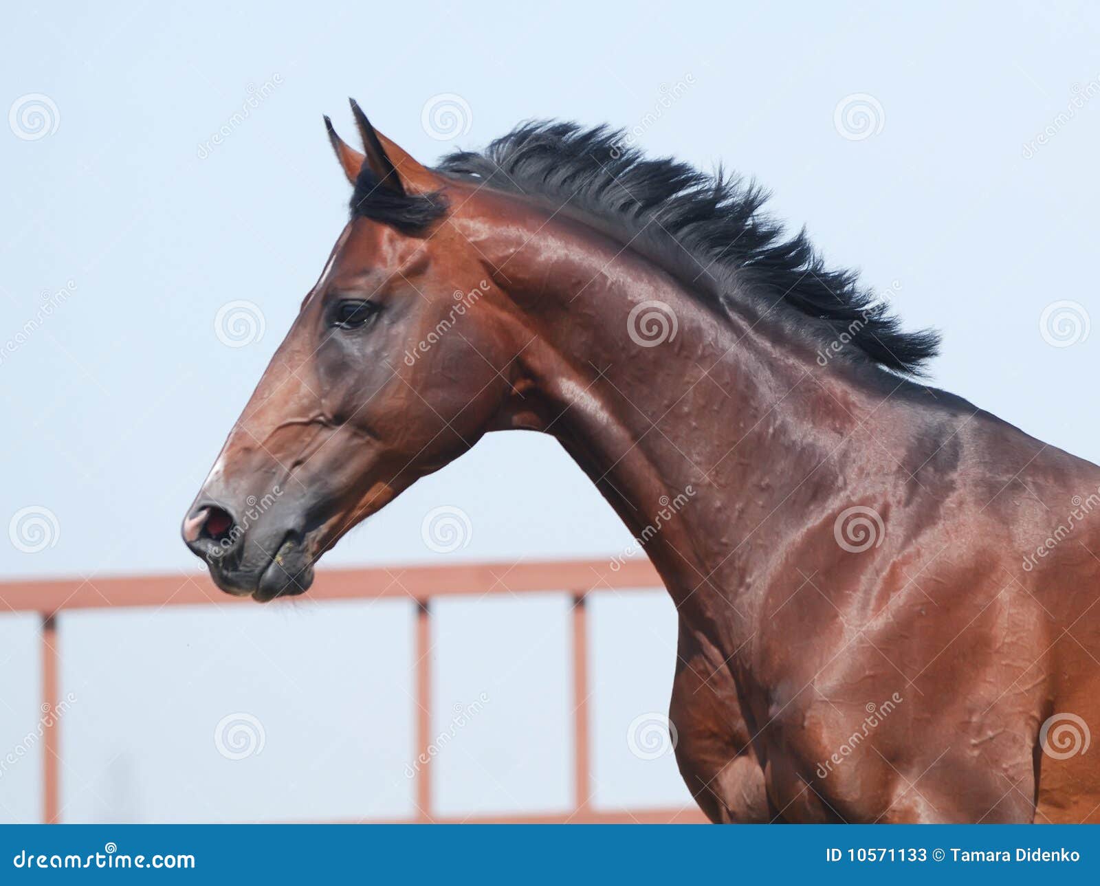 Jeune Cheval Brun De Trakehner Image stock - Image du extérieur, beauté ...