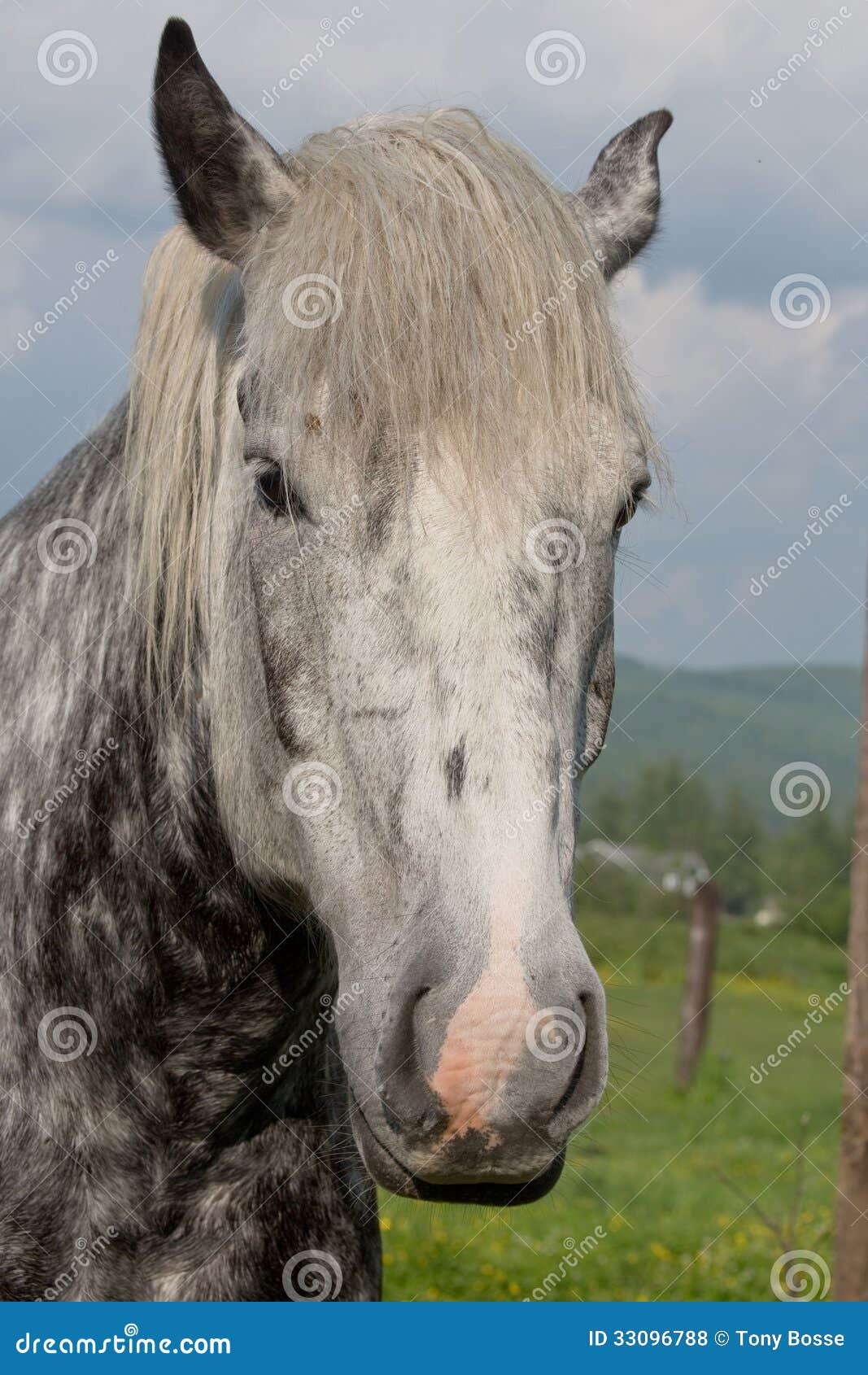 Jeune Cheval De Trait De Percheron Photo stock - Image du ranch ...