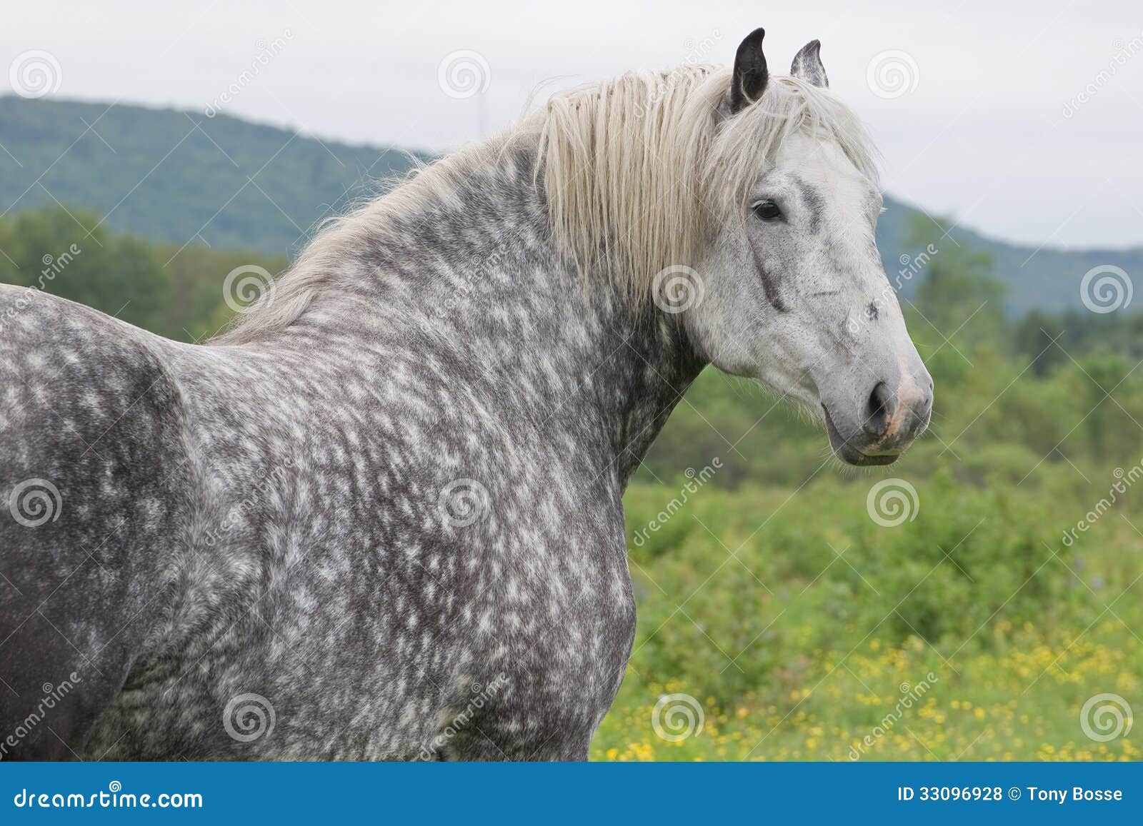 Jeune Cheval De Trait De Percheron (2) Photo stock - Image du jument ...