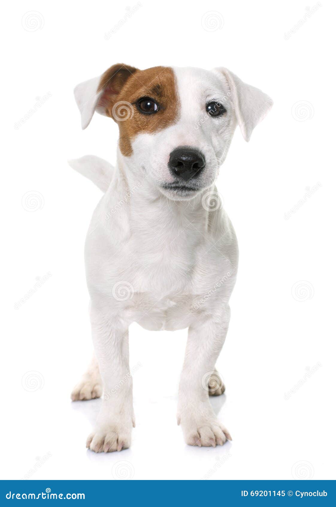 Jeune Chien Terrier De Russel De Plot Image stock - Image du chiot ...