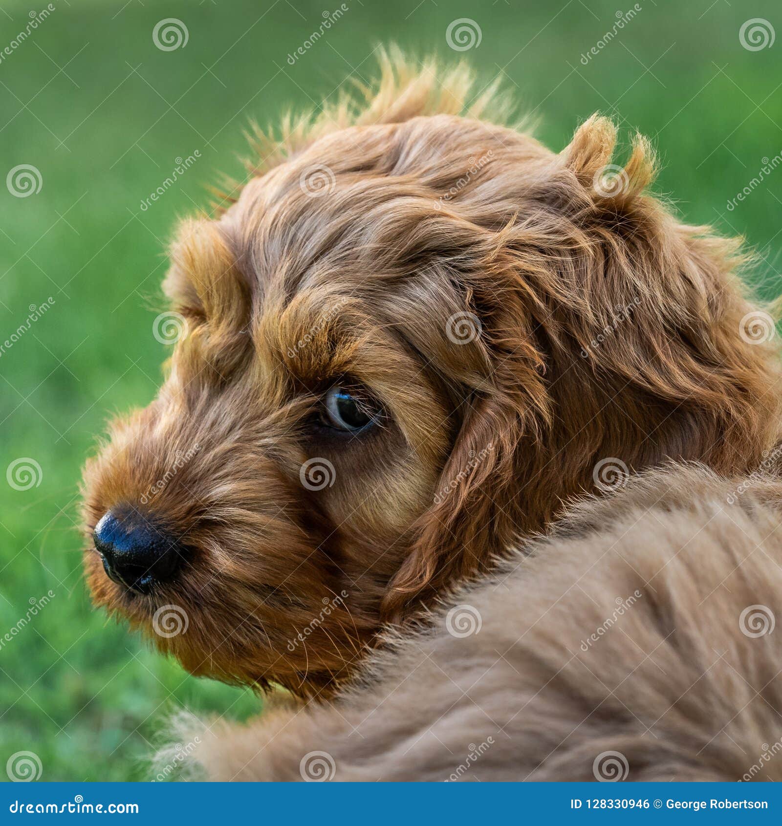 Jeune Chiot De Cockapoo Avec De Grands Yeux Photo stock - Image du yeux ...