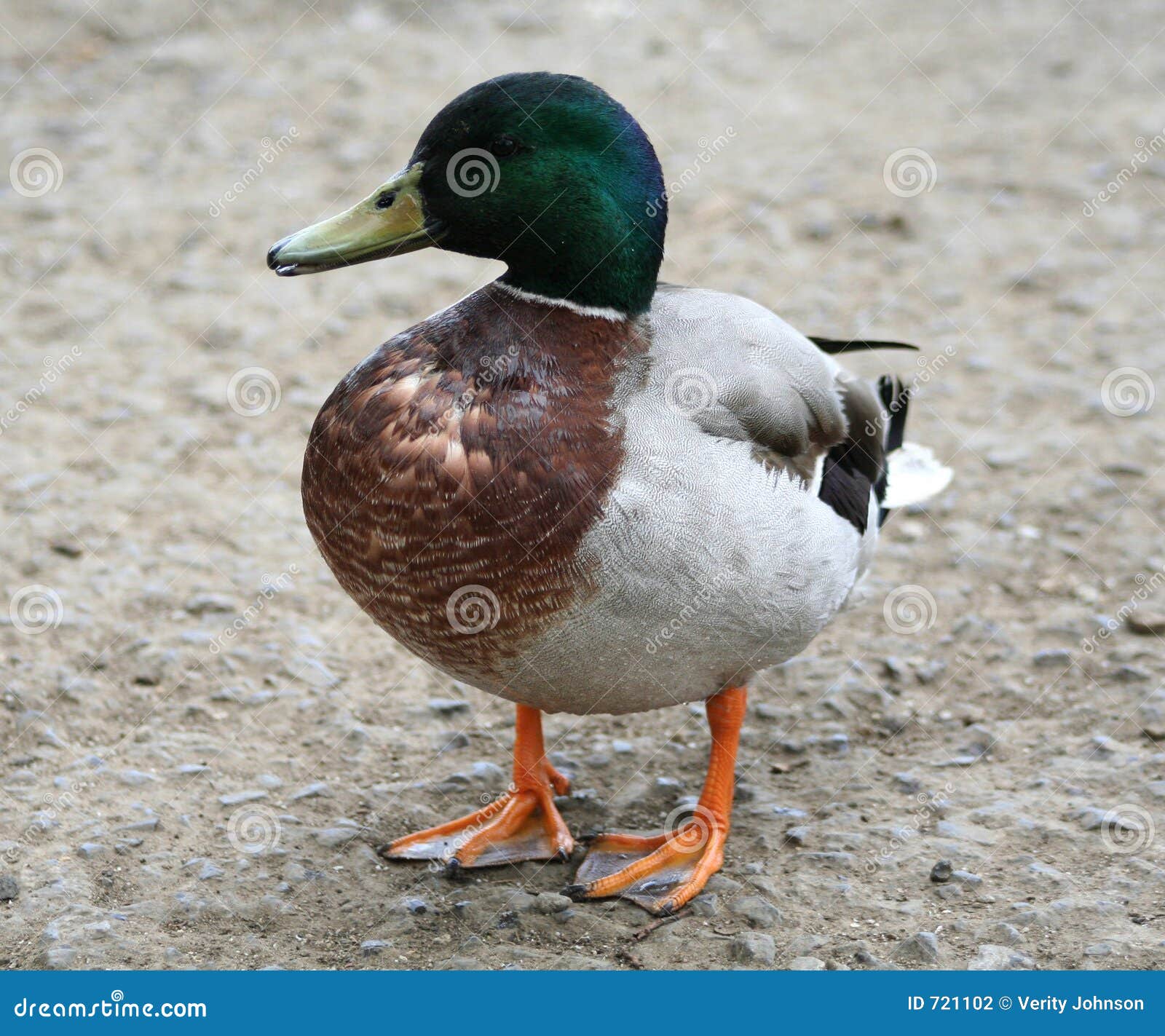 Jeune colvert photo stock. Image du clavettes, oeil, émeraude - 721102
