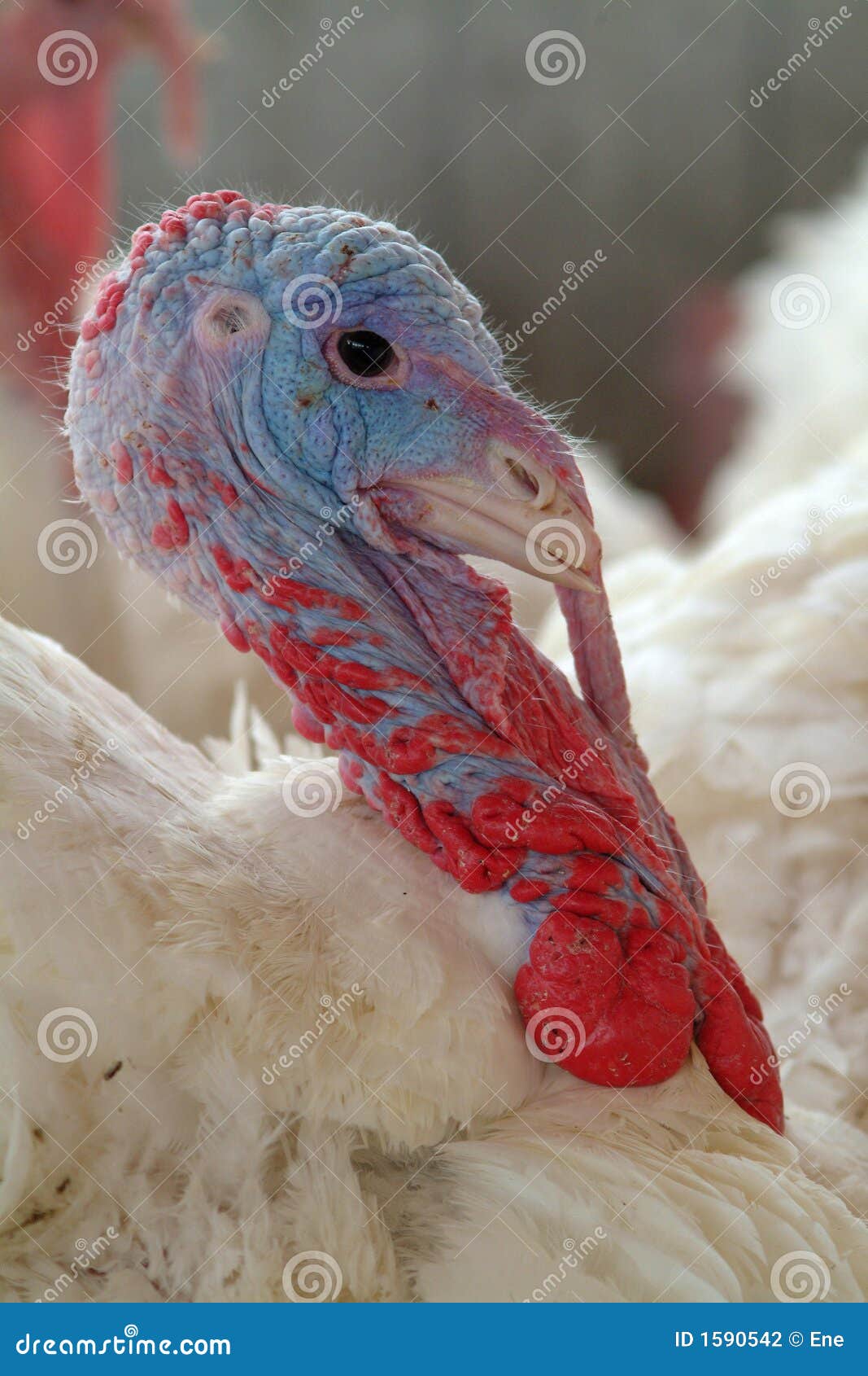 Jeune dinde photo stock. Image du crête, nourriture, perchoir - 1590542
