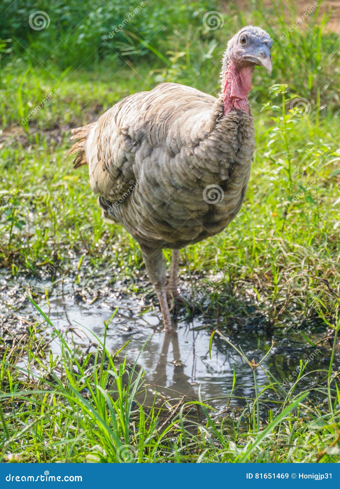 Jeune dinde femelle image stock. Image du sauvage, iridescent - 81651469