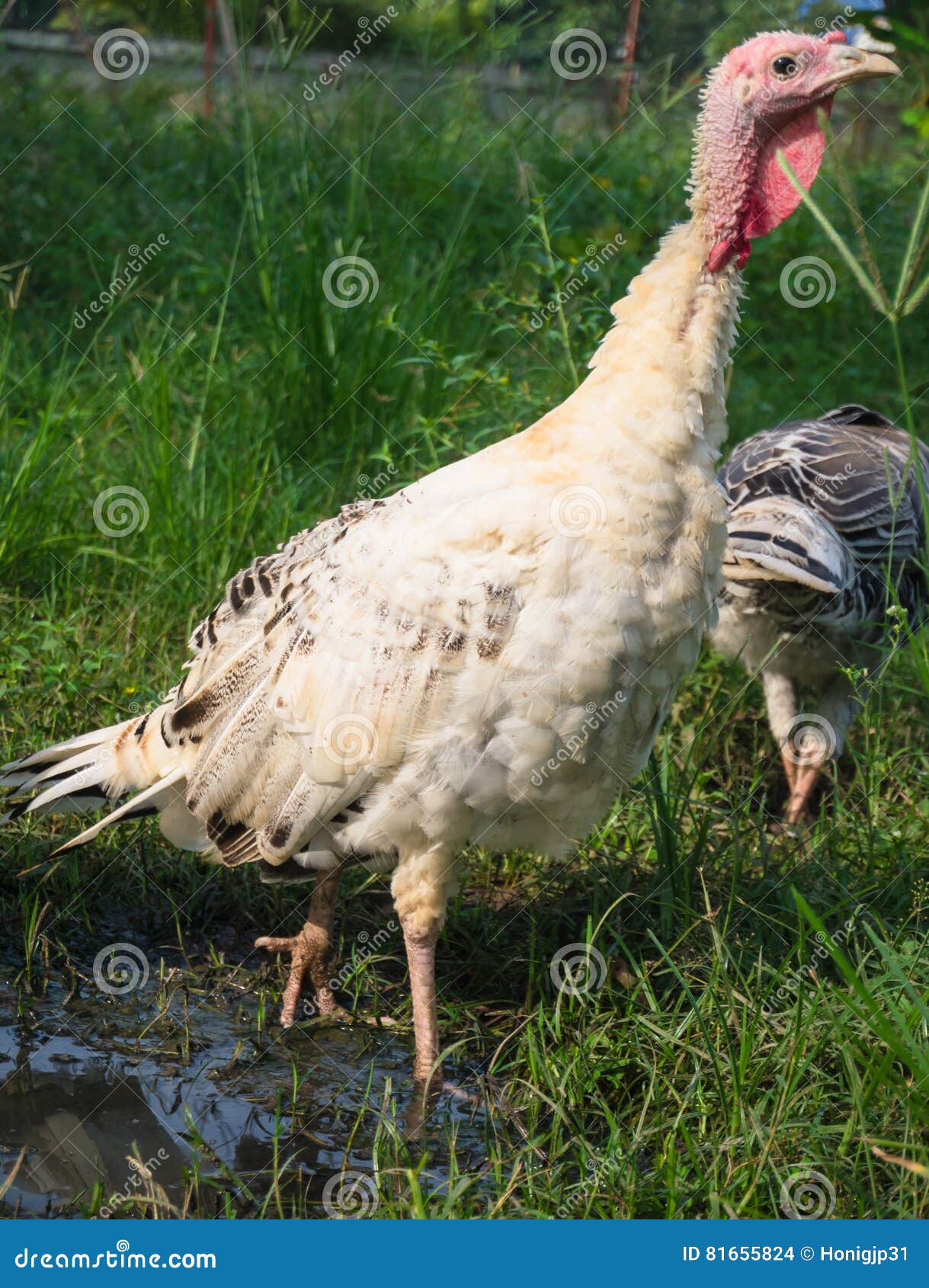 Jeune dinde femelle photo stock. Image du avien, gibier - 81655824