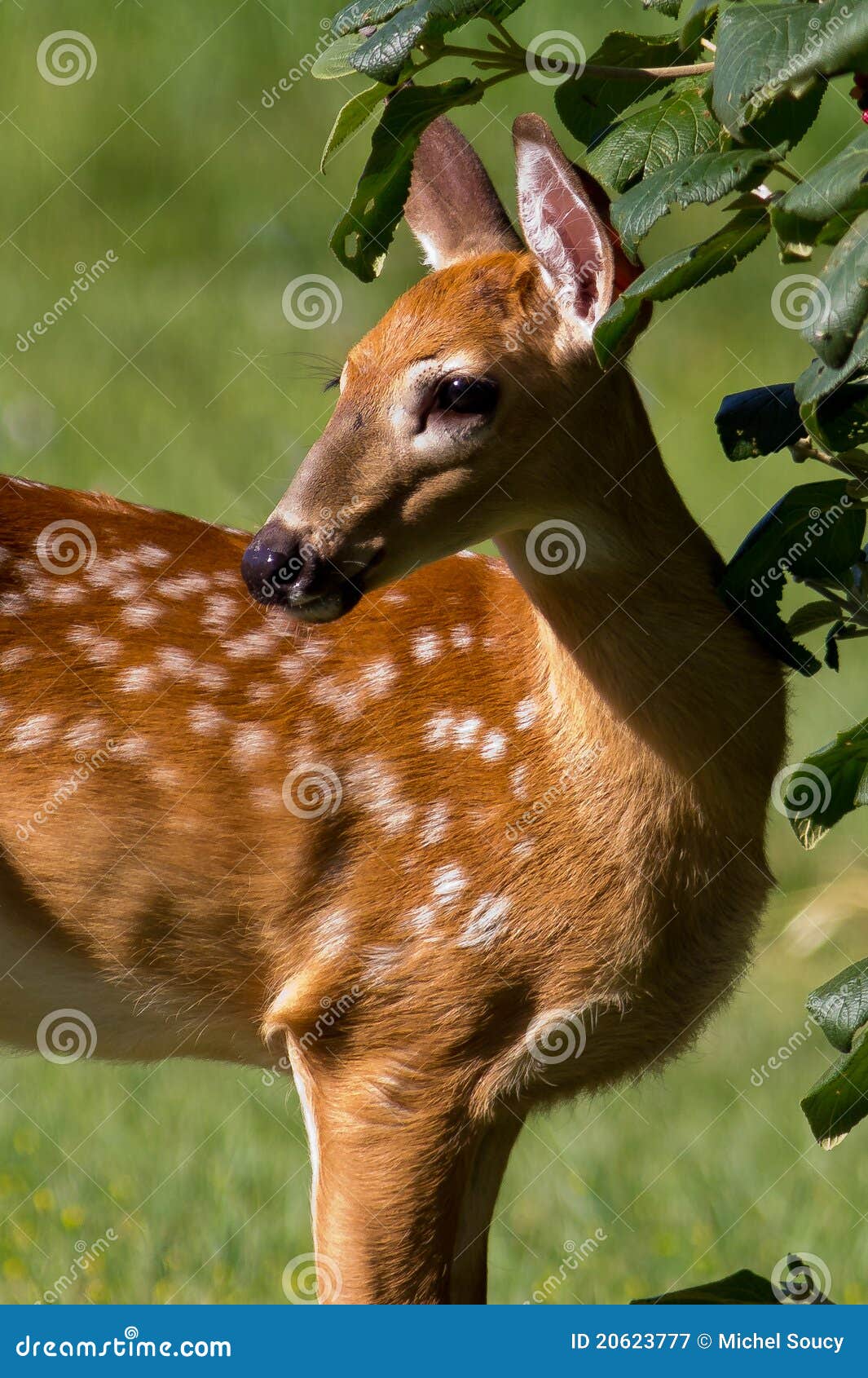 Jeune faon image stock. Image du brun, arbre, type, ambiant - 20623777