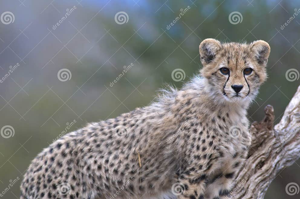 Jeune guépard image stock. Image du animal, chat, normal - 34422821