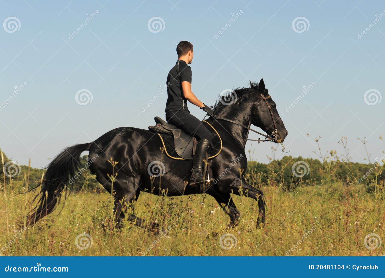 Jeune homme et cheval photo stock. Image du sport, animal - 20481104