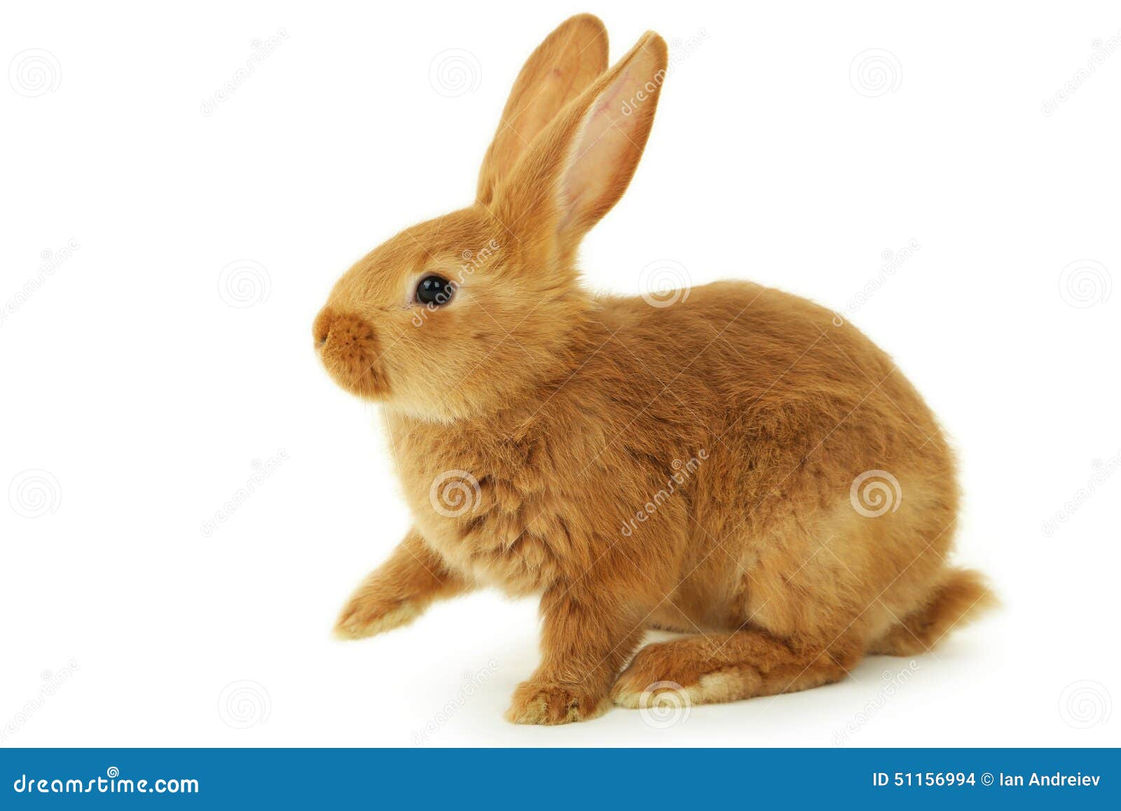Jeune lapin rouge photo stock. Image du pâques, fond - 51156994
