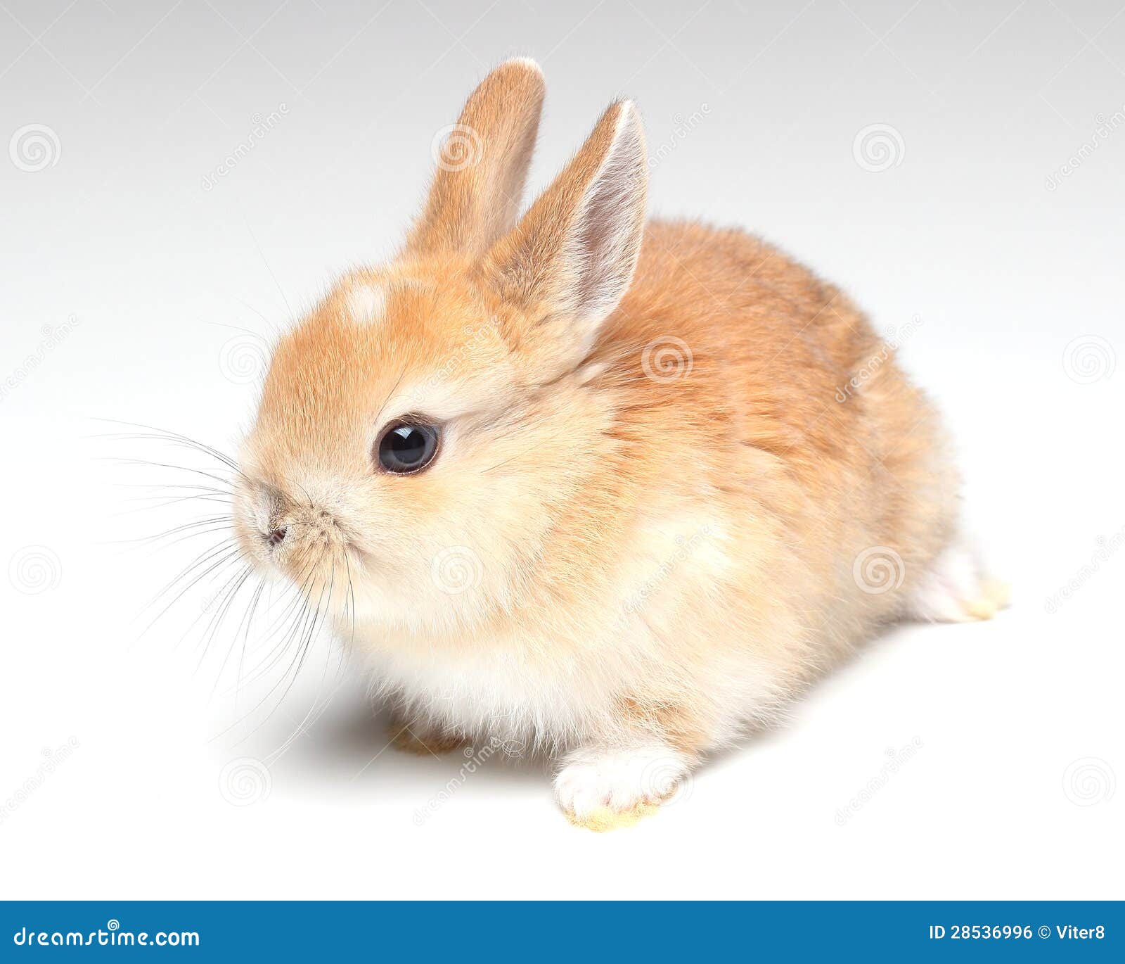 Jeune Lapin Roux Sur Le Blanc Photo stock - Image du lièvres, over ...