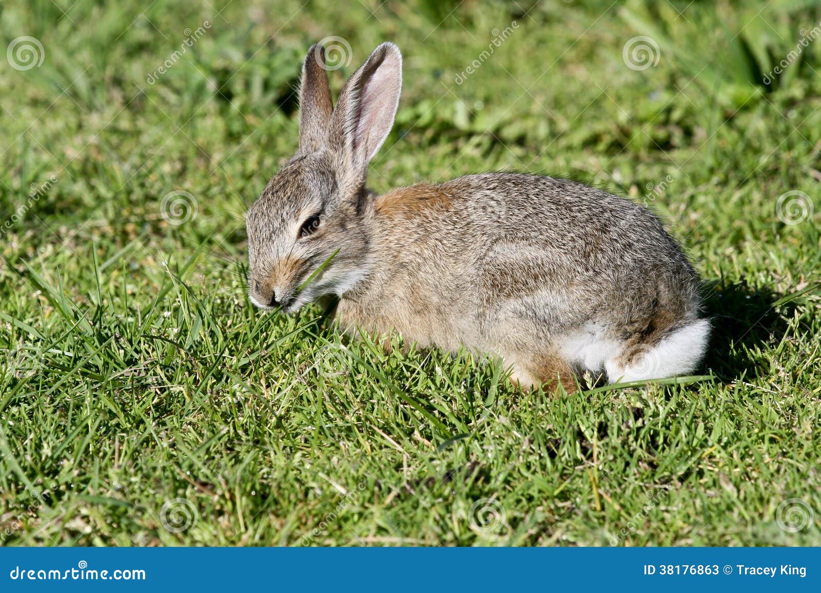 Jeune Lapin Sauvage De Conttontail Montrant La Queue Blanche Image ...