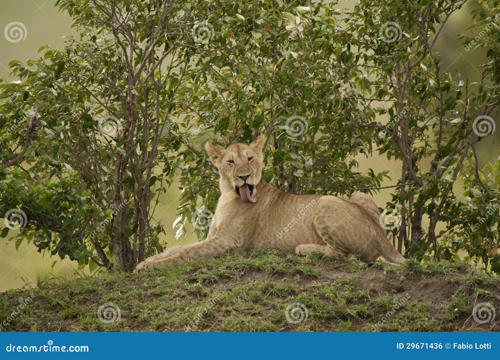 Jeune lion dans la savane photo stock. Image du africain - 29671436