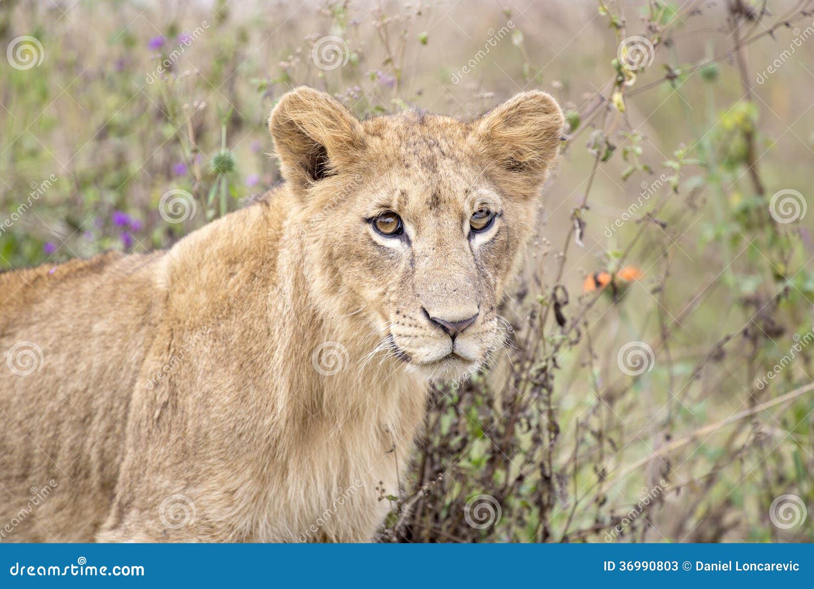 Jeune lion dans la savane image stock. Image du masculin - 36990803