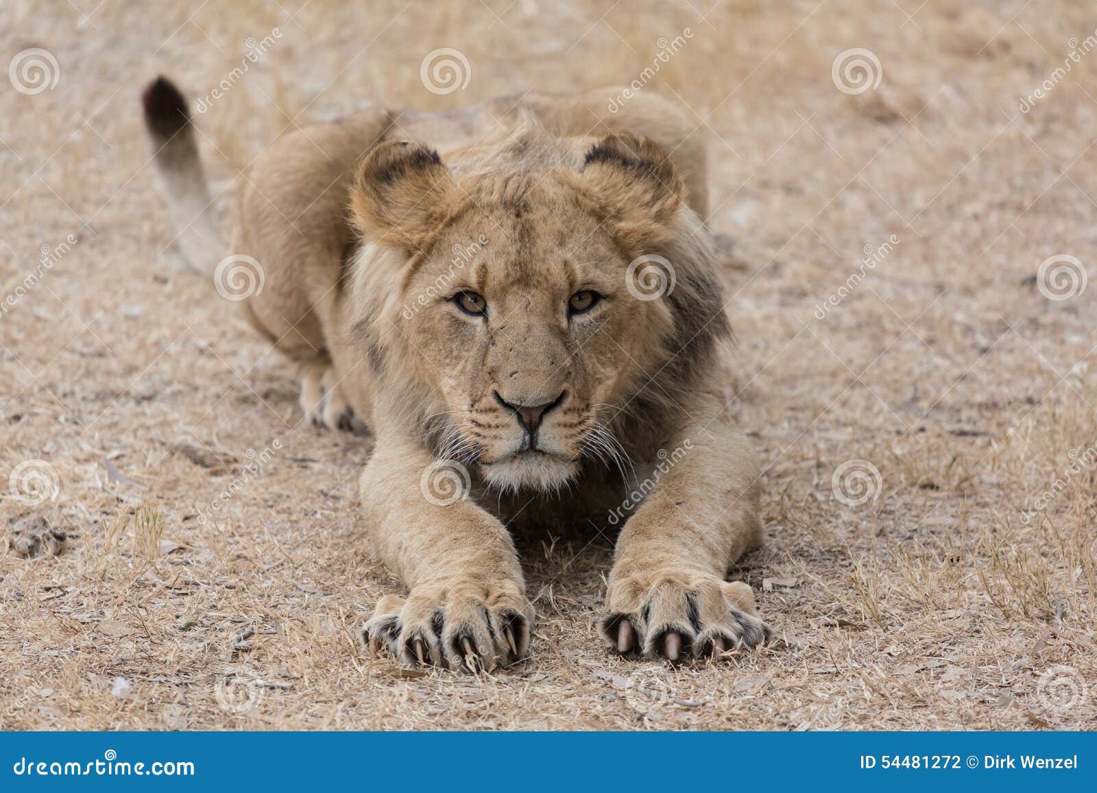 Jeune Lion Prêt à Attaquer Photo stock - Image: 54481272