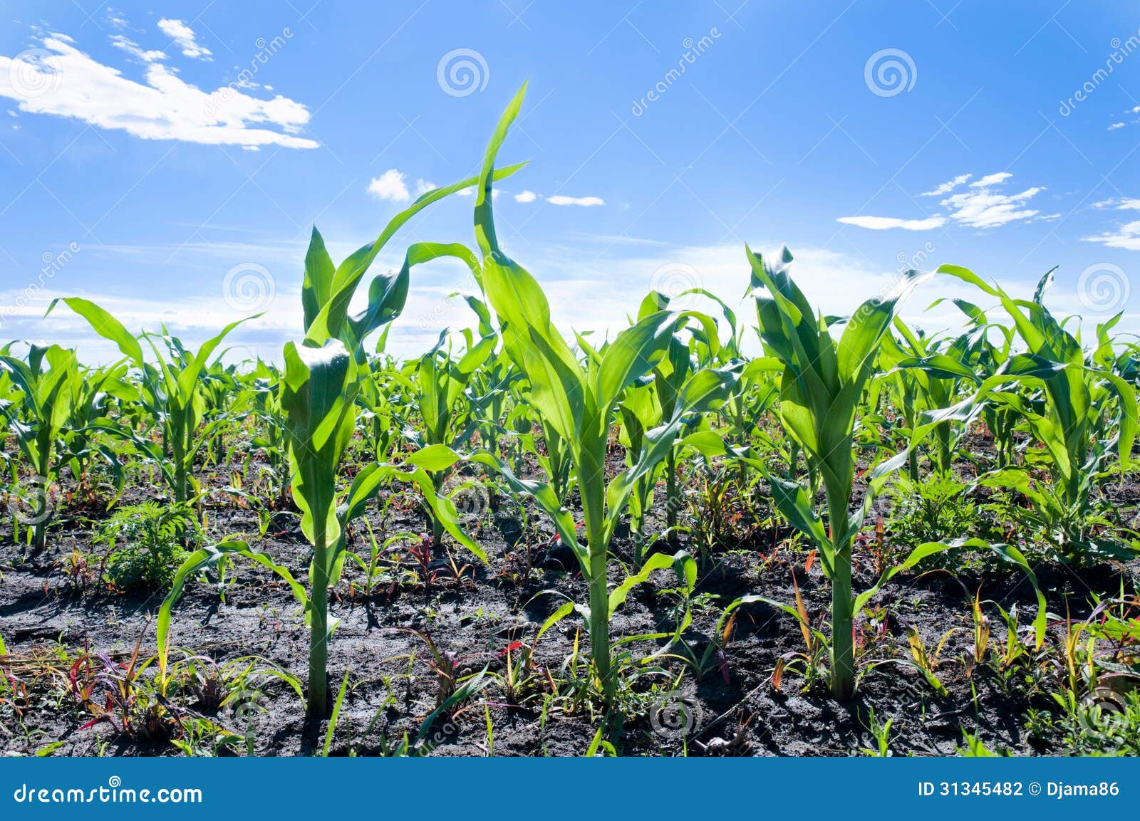 Jeune maïs photo stock. Image du agriculture, fertilité - 31345482