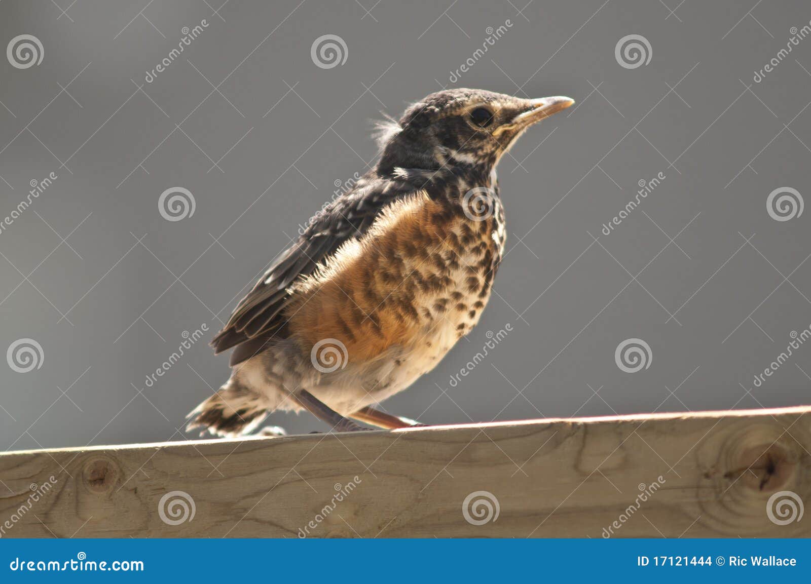 Jeune merle photo stock. Image of faune, petit, chéri - 17121444