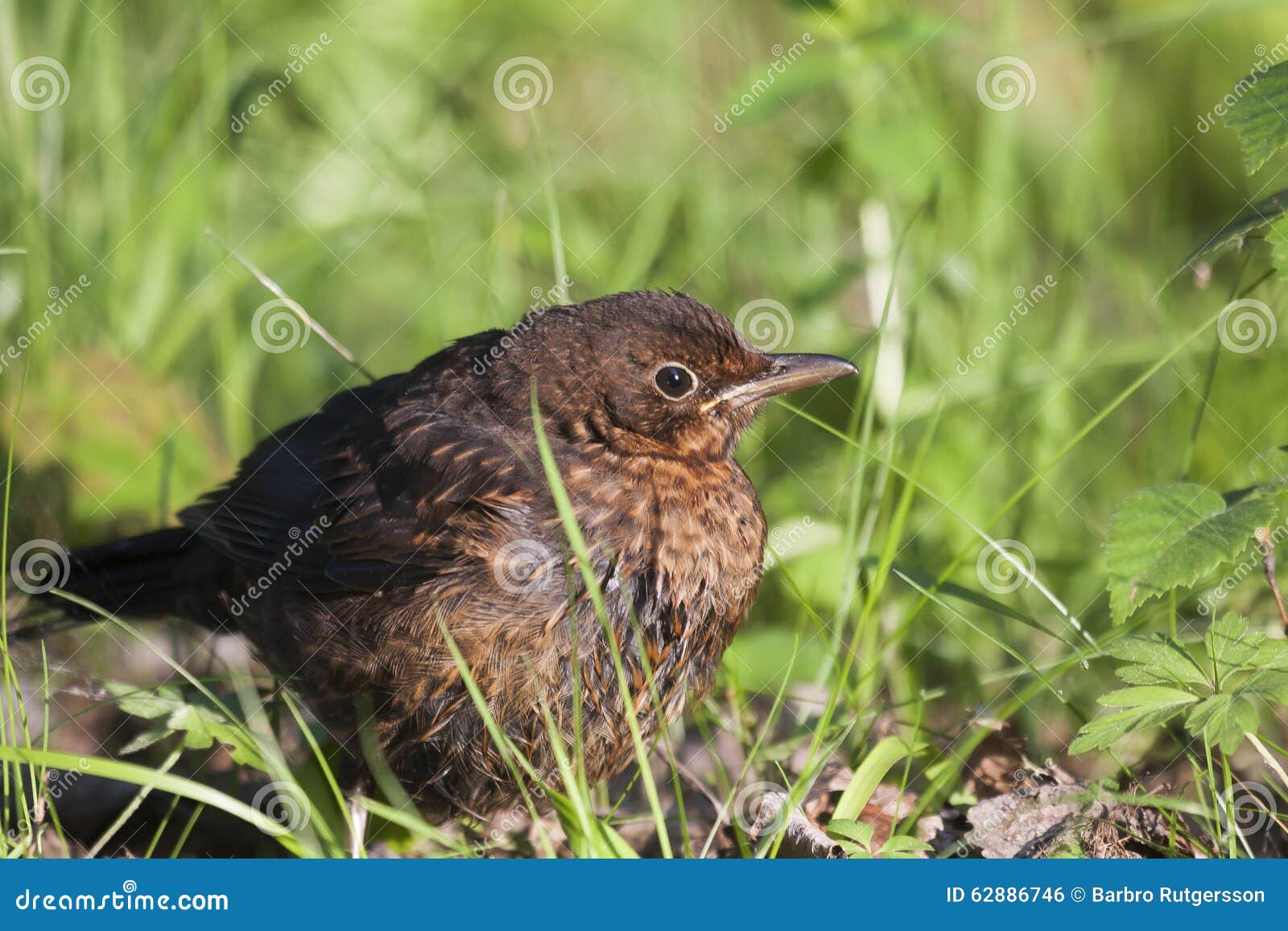Jeune merle photo stock. Image du animaux, merles, jeune - 62886746