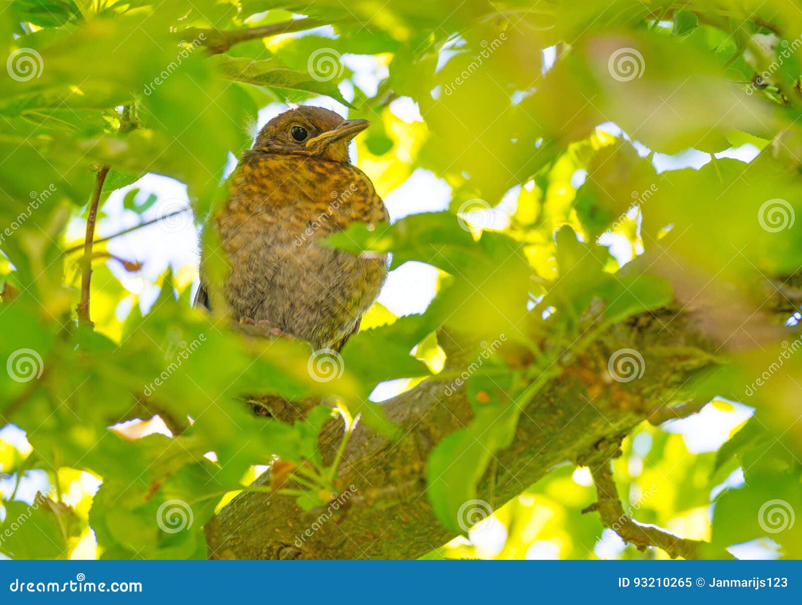 Jeune Merle Dans Un Arbre Au Soleil Image stock - Image of grive, arbre ...