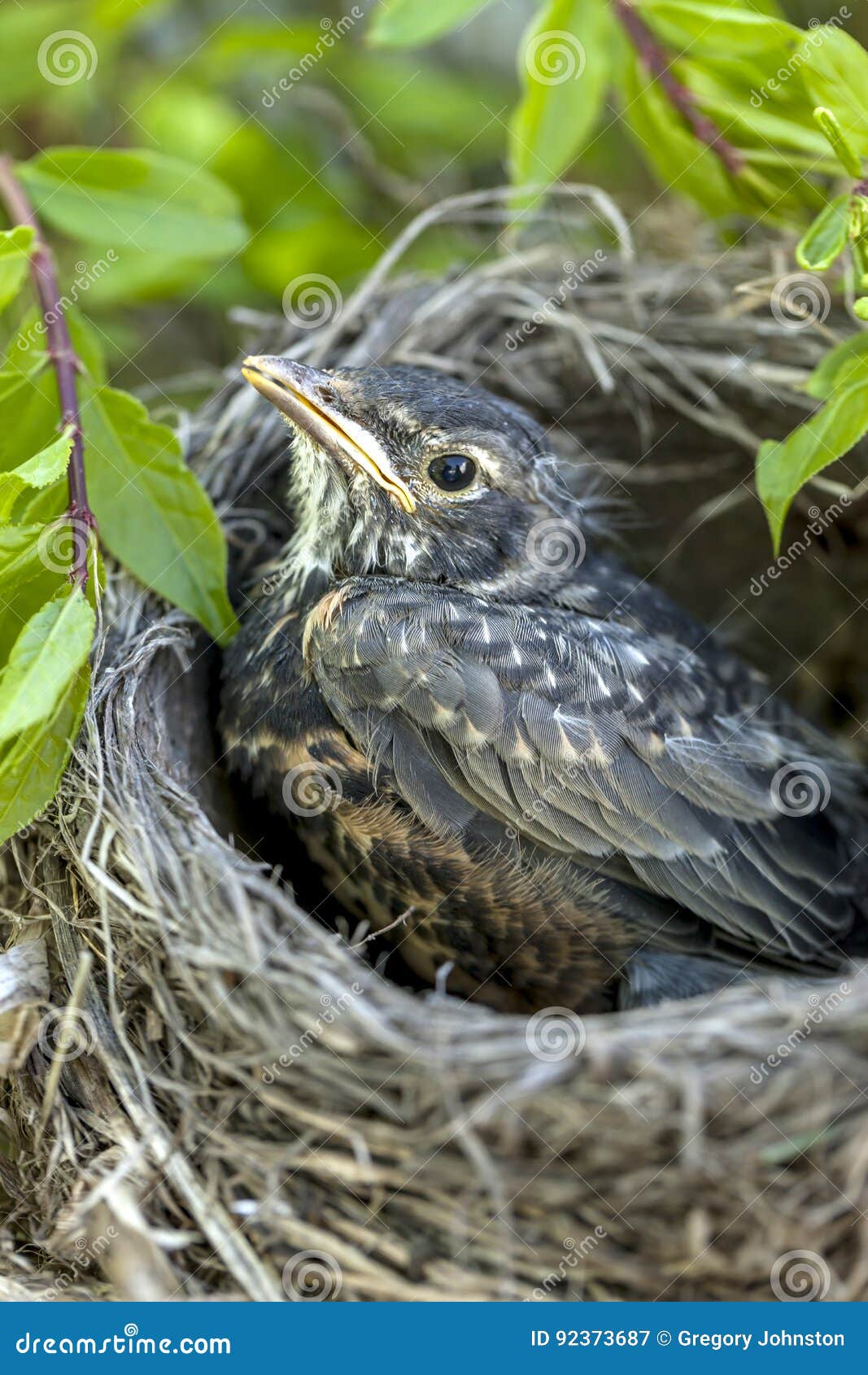 Jeune Merle Mignon Dans Le Nid Image stock - Image du environnement ...