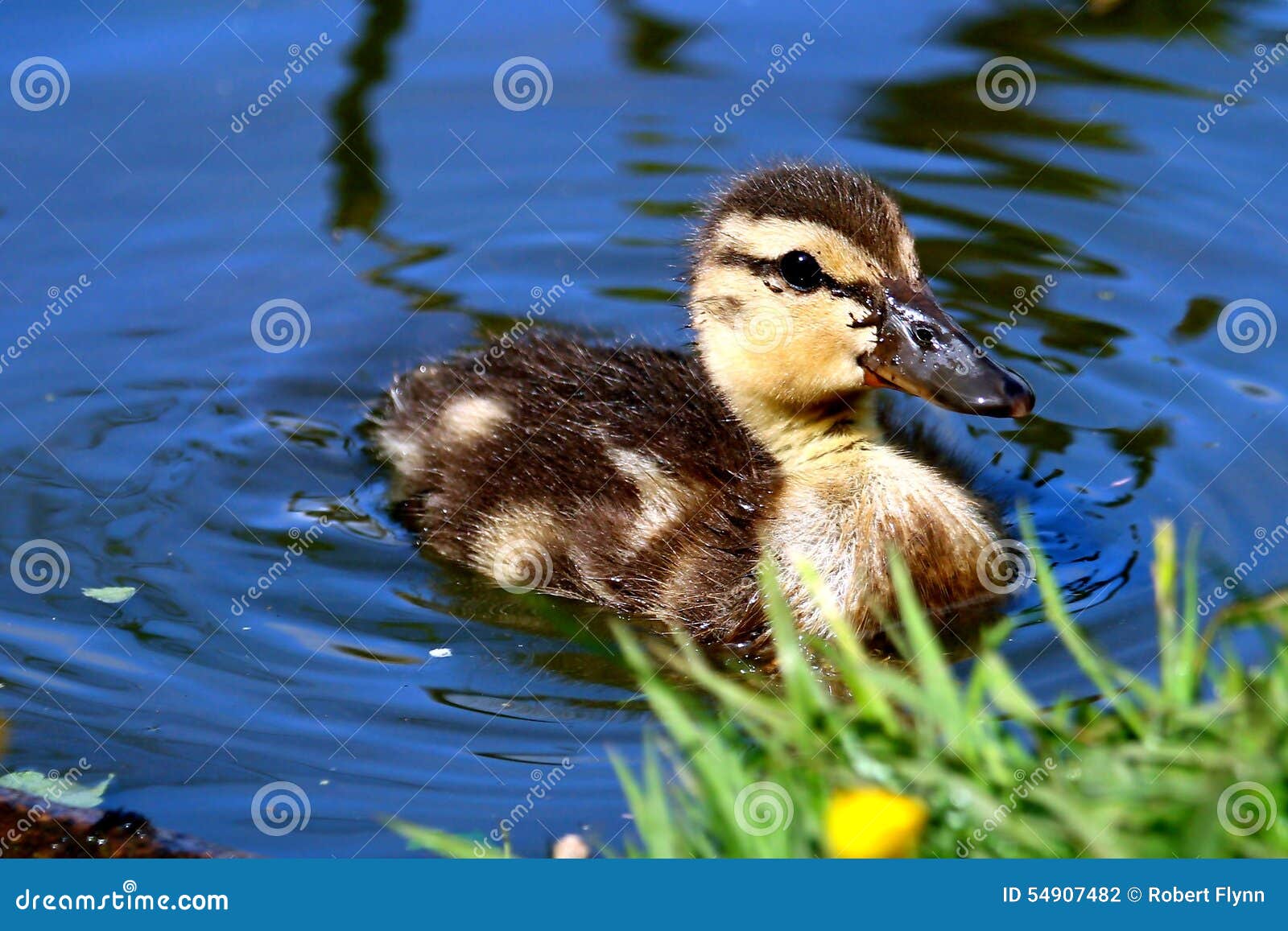 Jeune Natation De Canard De Caneton De Canard Dans L'eau Photo stock ...