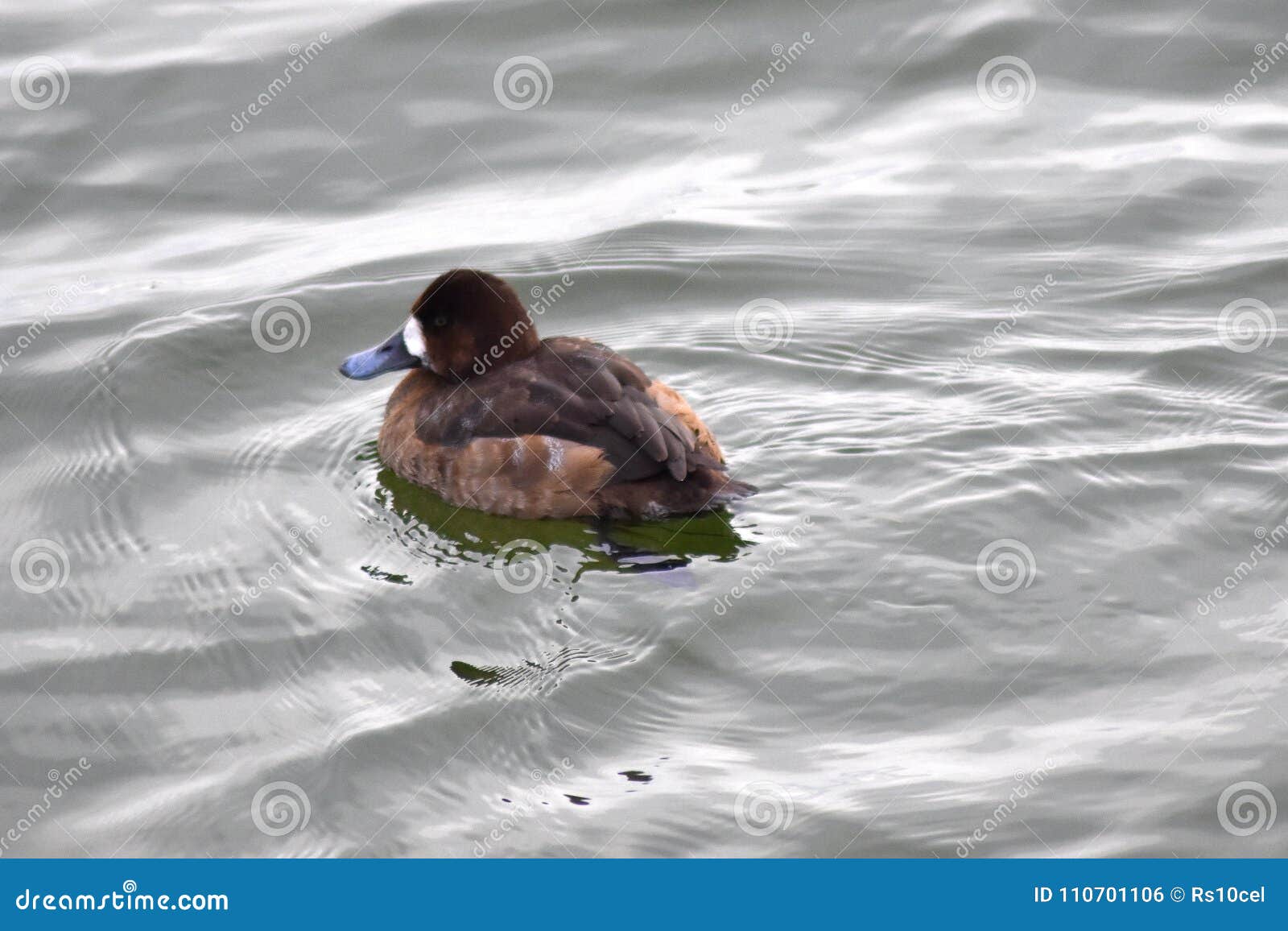 Jeune Natation Tuftée De Canard Dans L'eau De Mer Photo stock - Image ...