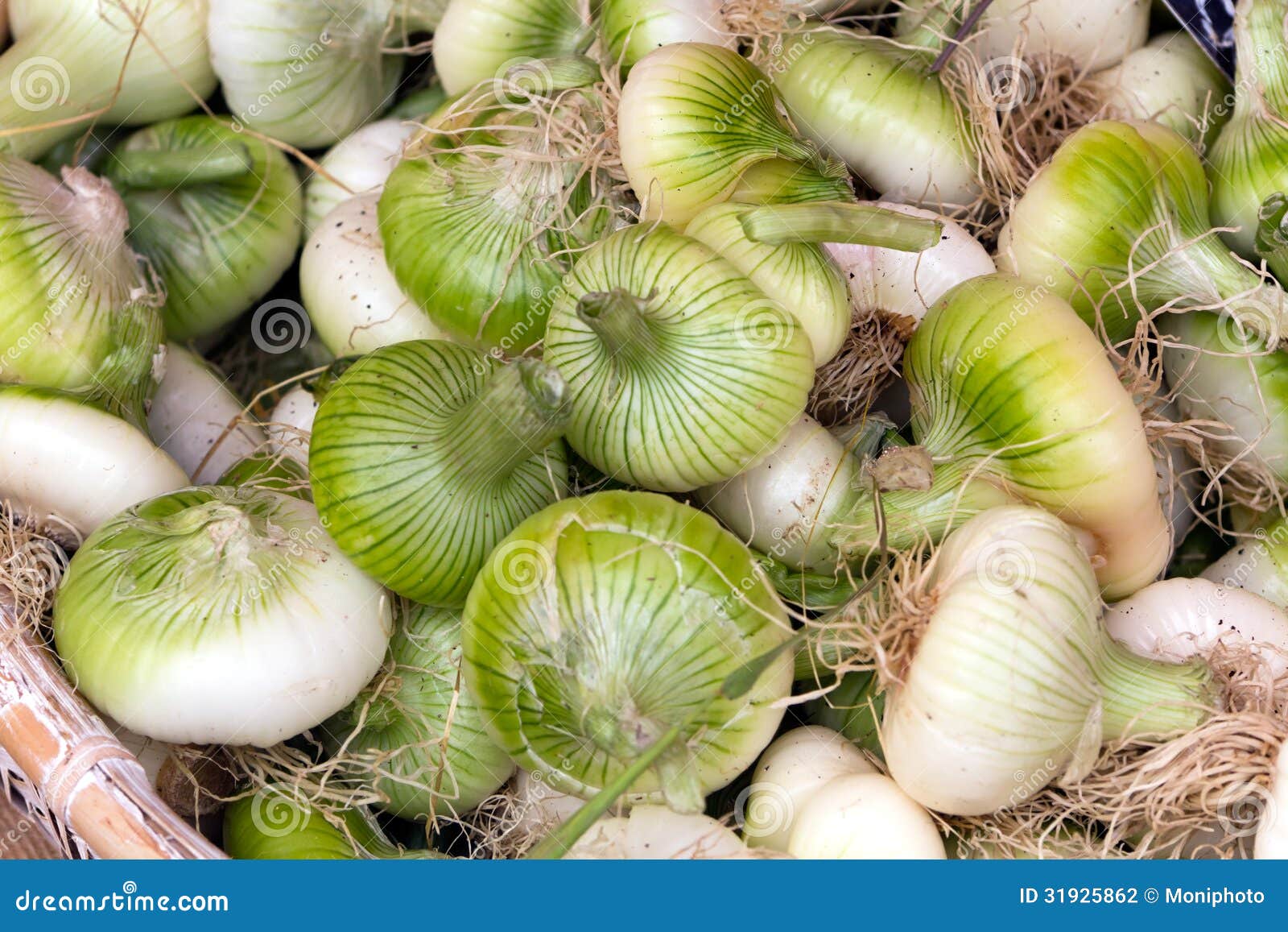Jeune Oignon Vert, Une Fin Vers Le Haut De Tir Photo stock - Image du ...