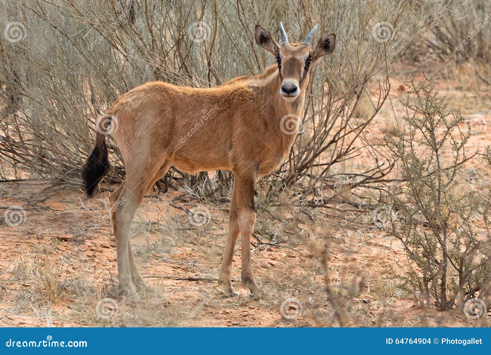 Jeune Oryx Au Parc De Kgalagadi Photo stock - Image du jeune, sable ...