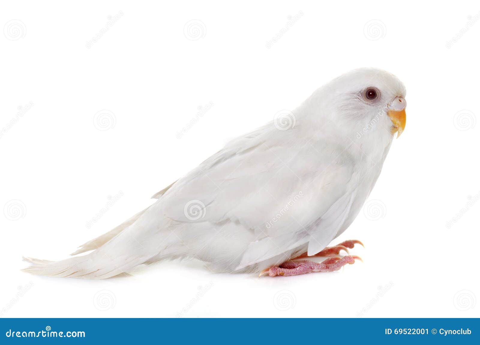 Jeune perruche blanche image stock. Image du nana, animal - 69522001