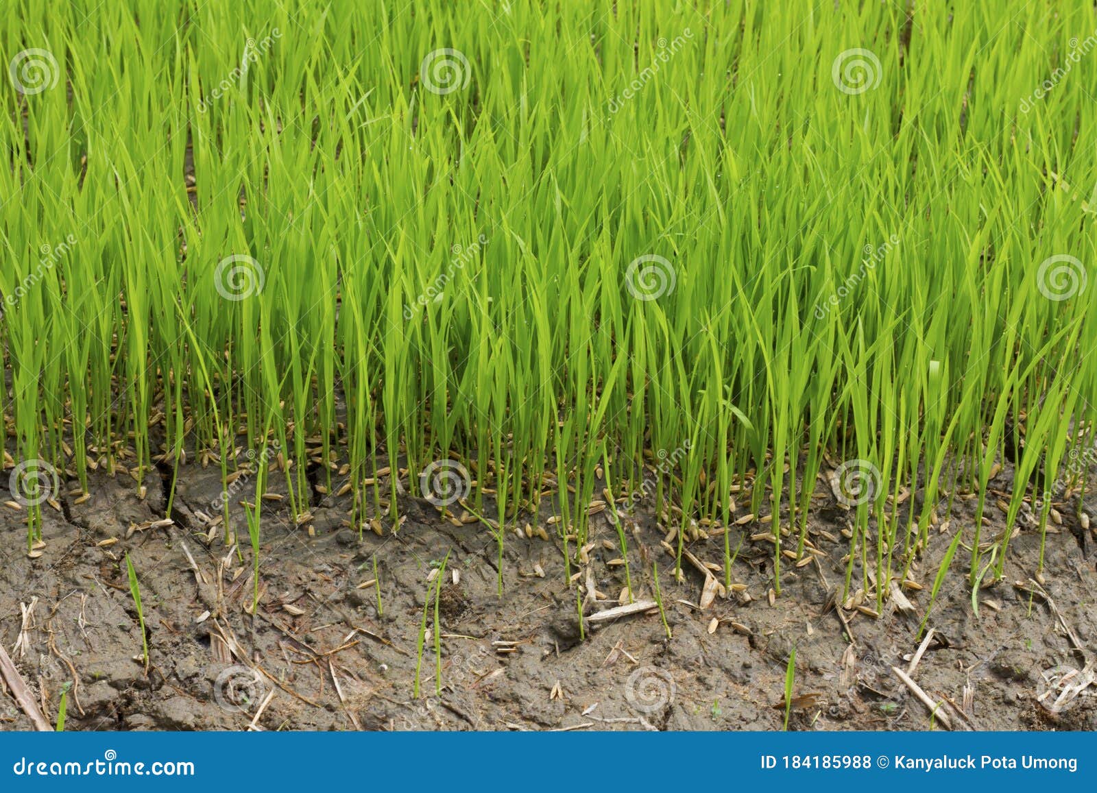 Jeune plant de riz photo stock. Image du industrie, fleur - 184185988