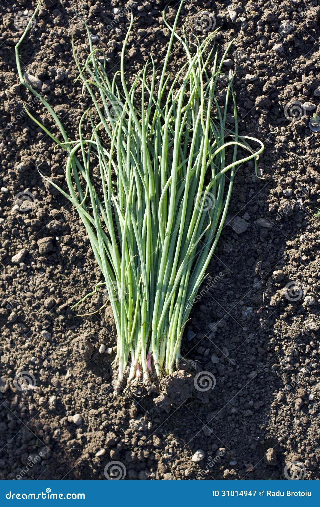 Jeune Plante D'oignon De L'eau Image stock - Image du fermer, jardinage ...