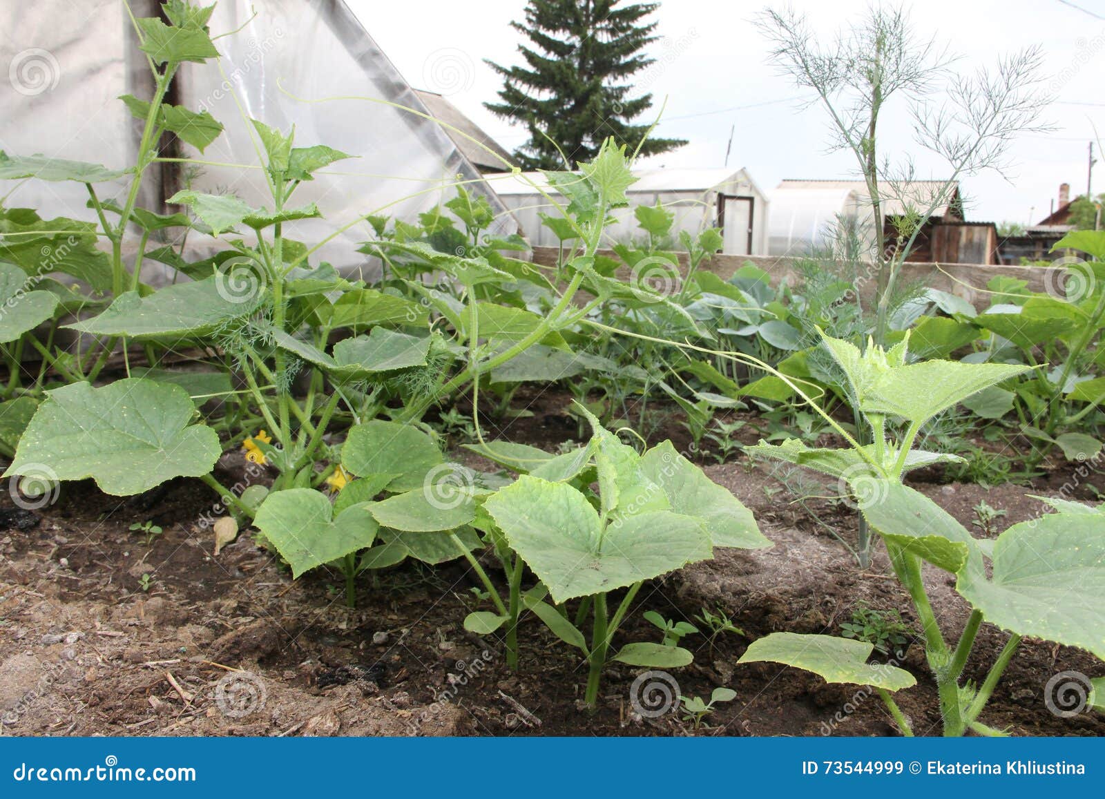 Jeune Plante De Concombre En Serre Chaude Image stock - Image du semis ...