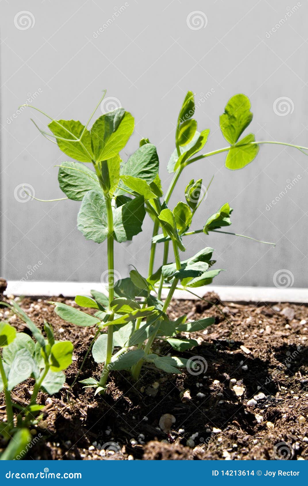 Jeune Plante De Haricot Picture. Image: 14213614