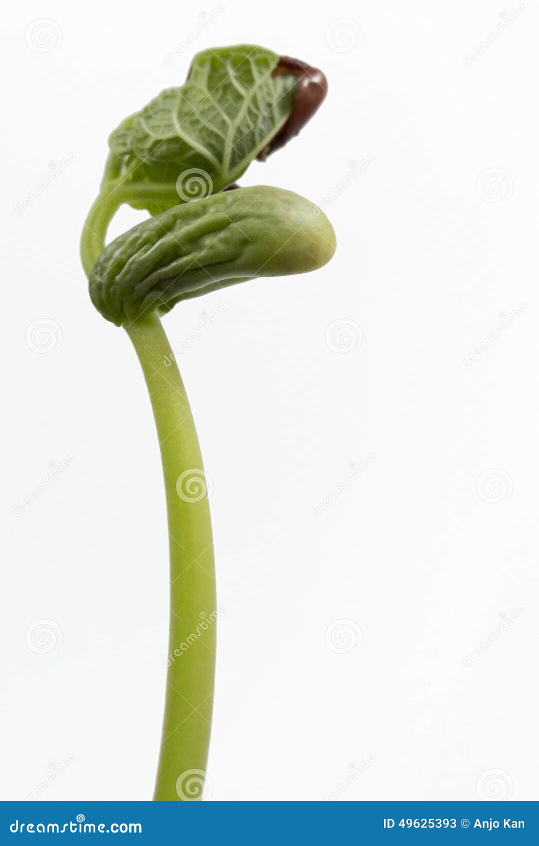 Jeune Plante De Haricot Rouge Image stock - Image du nourriture, légume ...