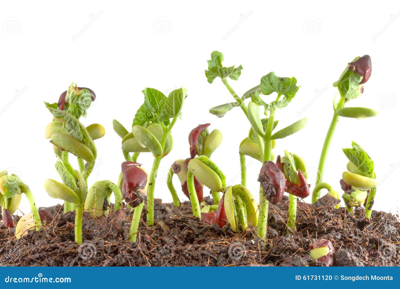 Jeune Plante De Haricot Rouge Photo stock - Image du centrale ...