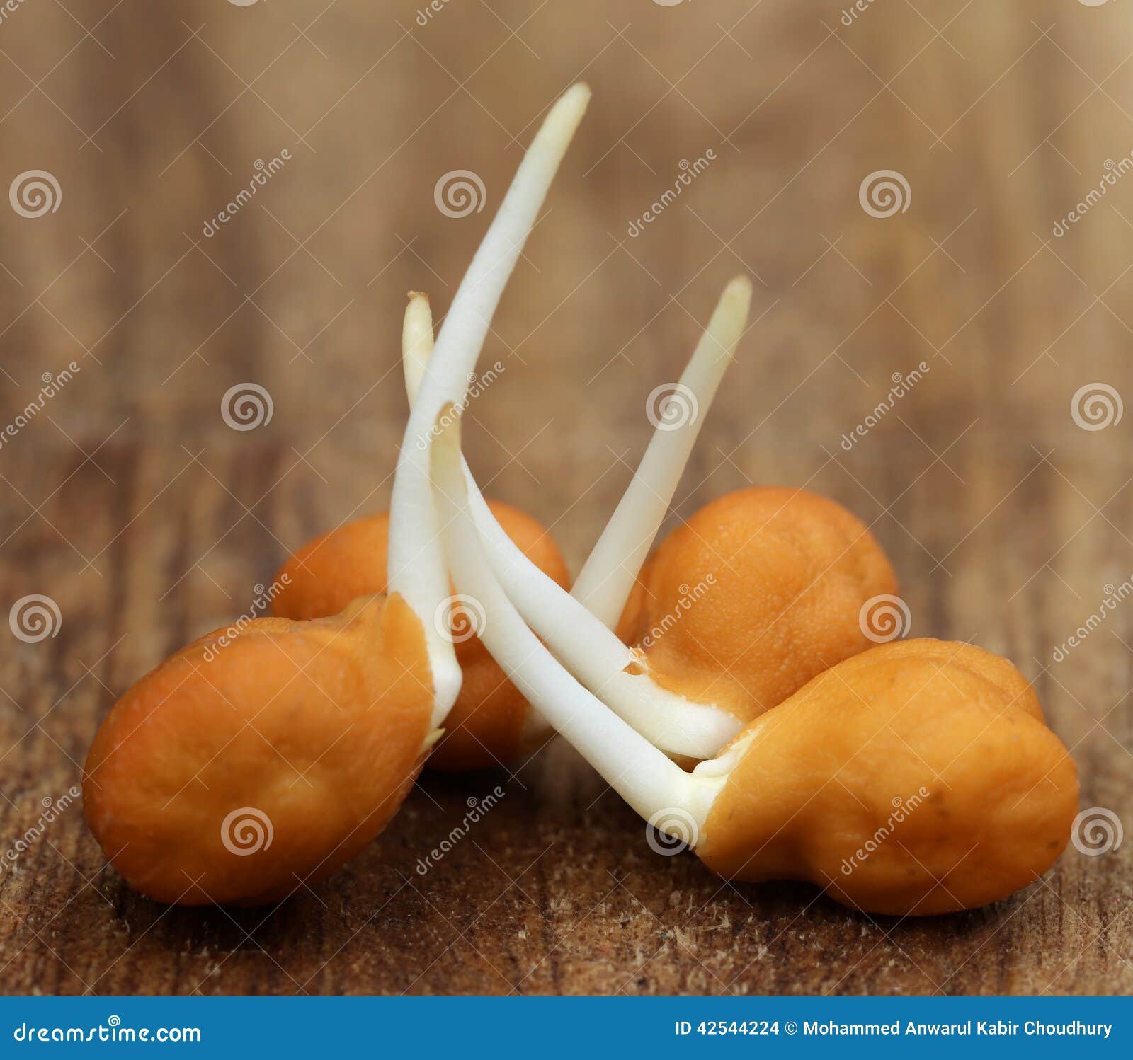 Jeune Plante De Pois Chiche Photo stock - Image du nana, brun: 42544224