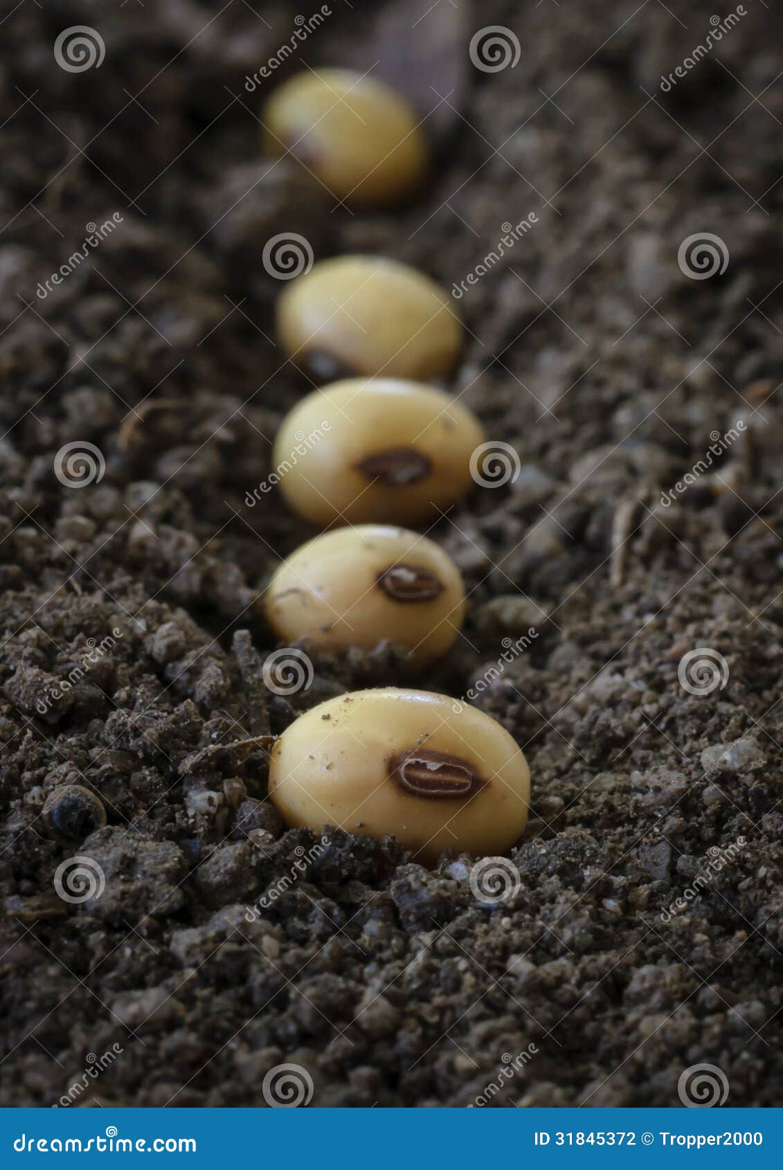 Jeune plante de soja. photo stock. Image du environnement - 31845372