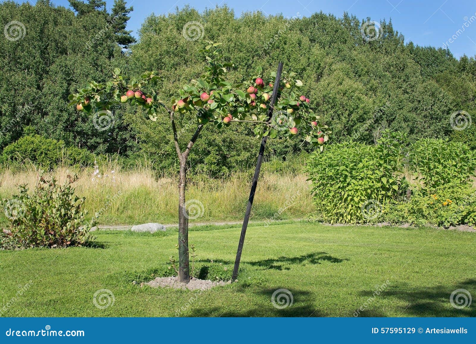Jeune pommier image stock. Image du suède, centrales - 57595129