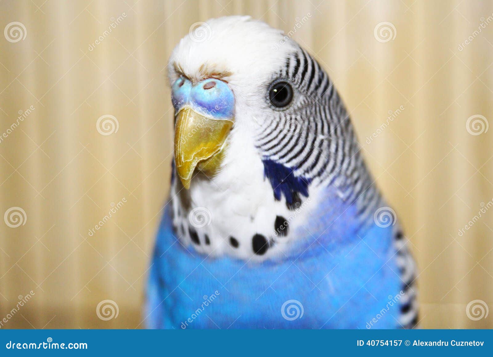 Jeune Portrait Bleu De Perruche Image stock - Image du cellule, mignon ...