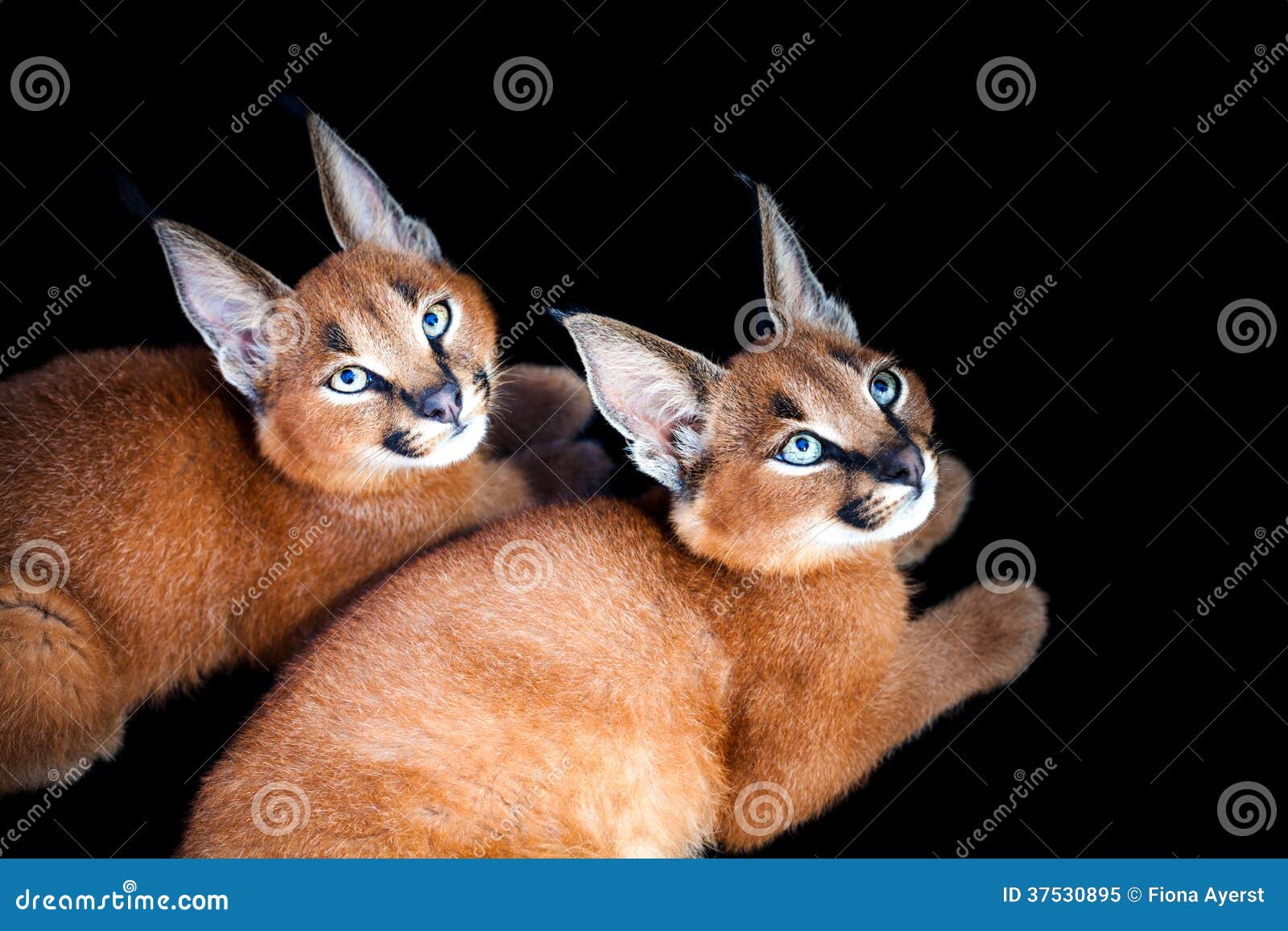 Jeune Portrait De Chats De Caracals Image stock - Image du chat, rouge: 37530895