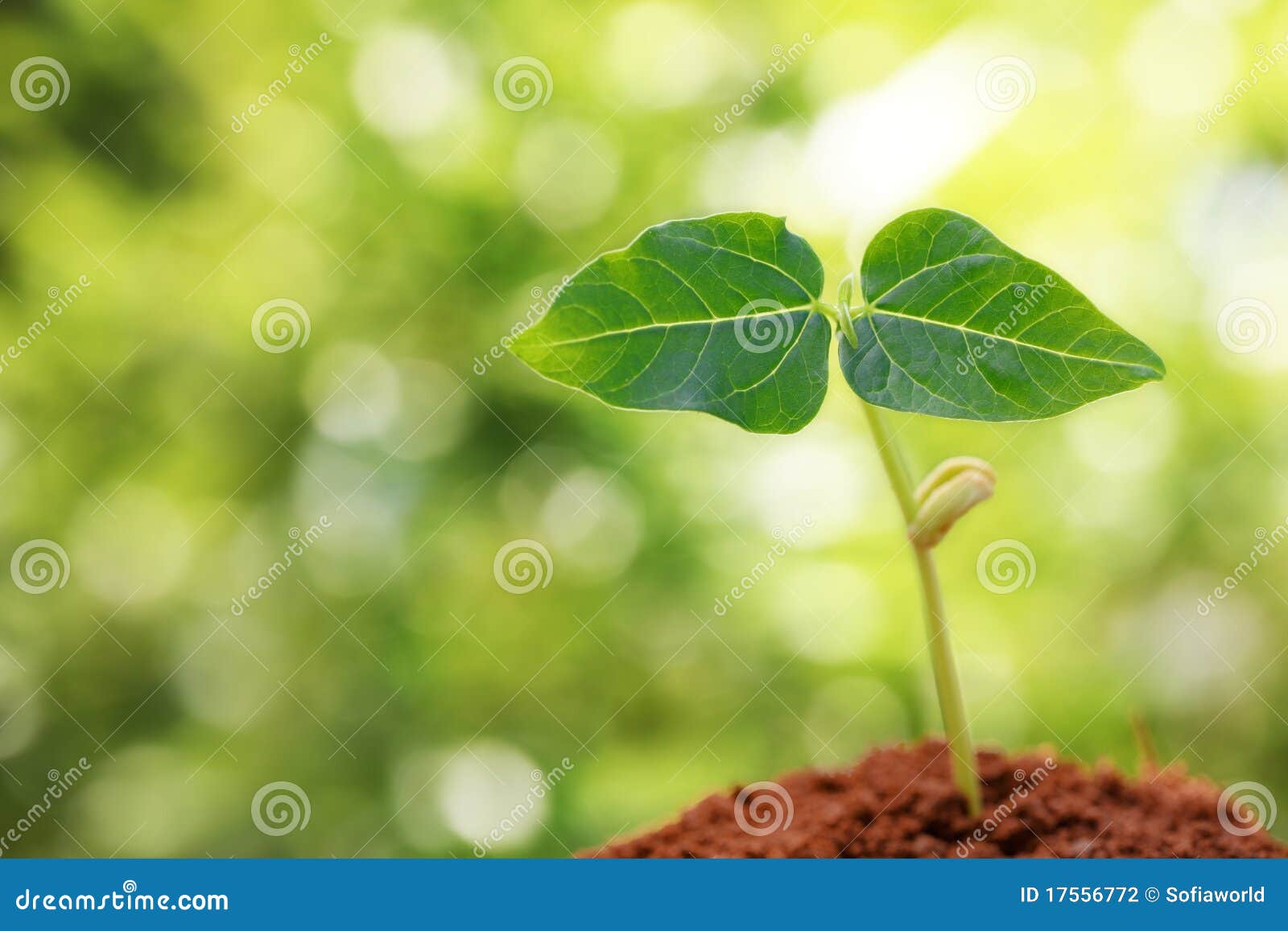 Jeune pousse photo stock. Image du vert, pousse, nature - 17556772