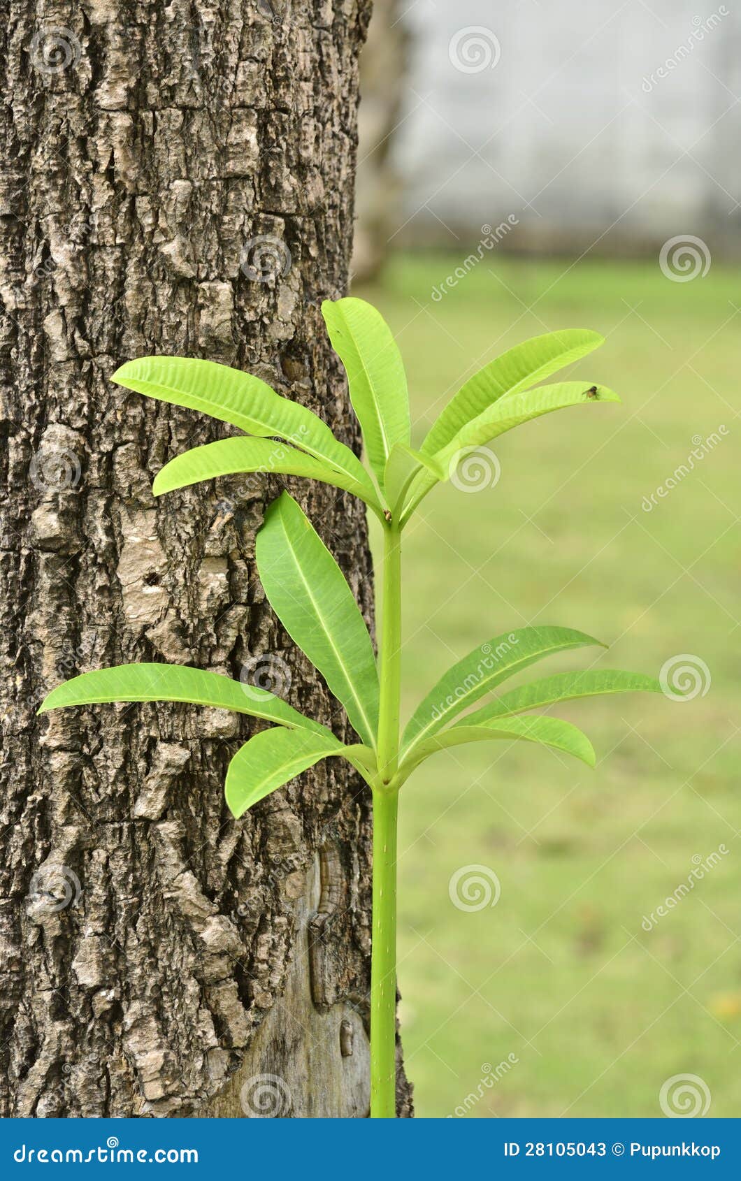 Jeune pousse d'arbre image stock. Image du écologie, jardinage - 28105043